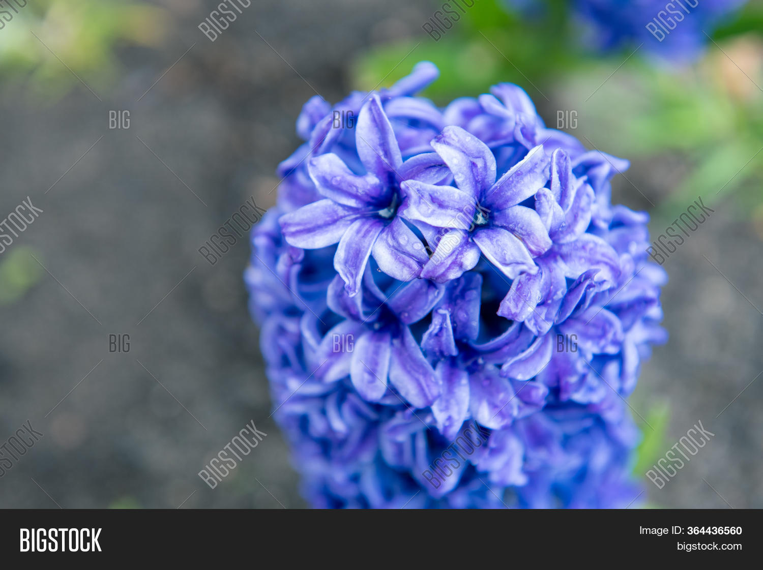 Blue Hyacinths Flowers Image & Photo (Free Trial) | Bigstock