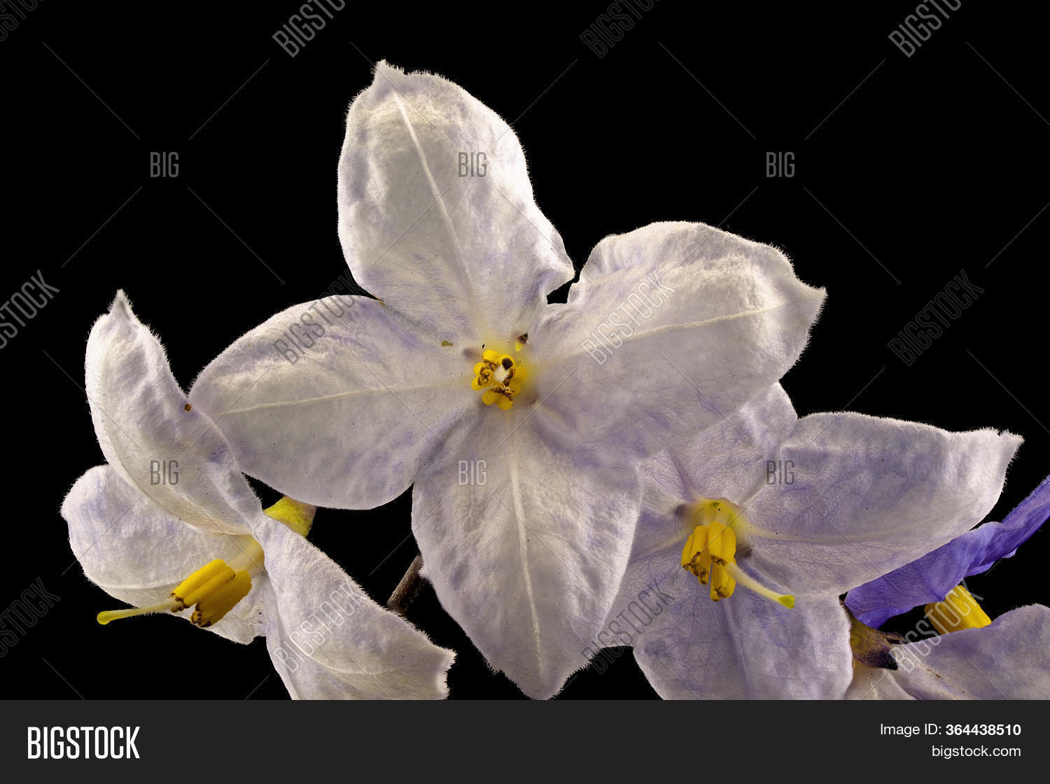Blue Starlight Flower Image & Photo (Free Trial) | Bigstock