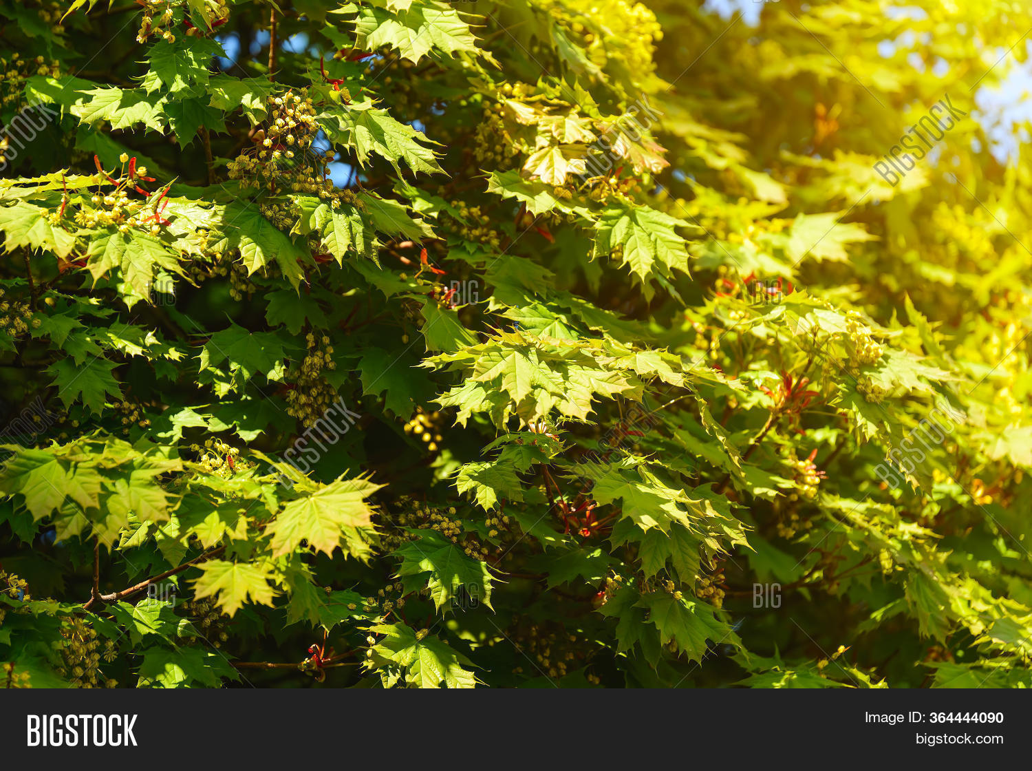 Lush Fresh Leaves Image & Photo (Free Trial) | Bigstock