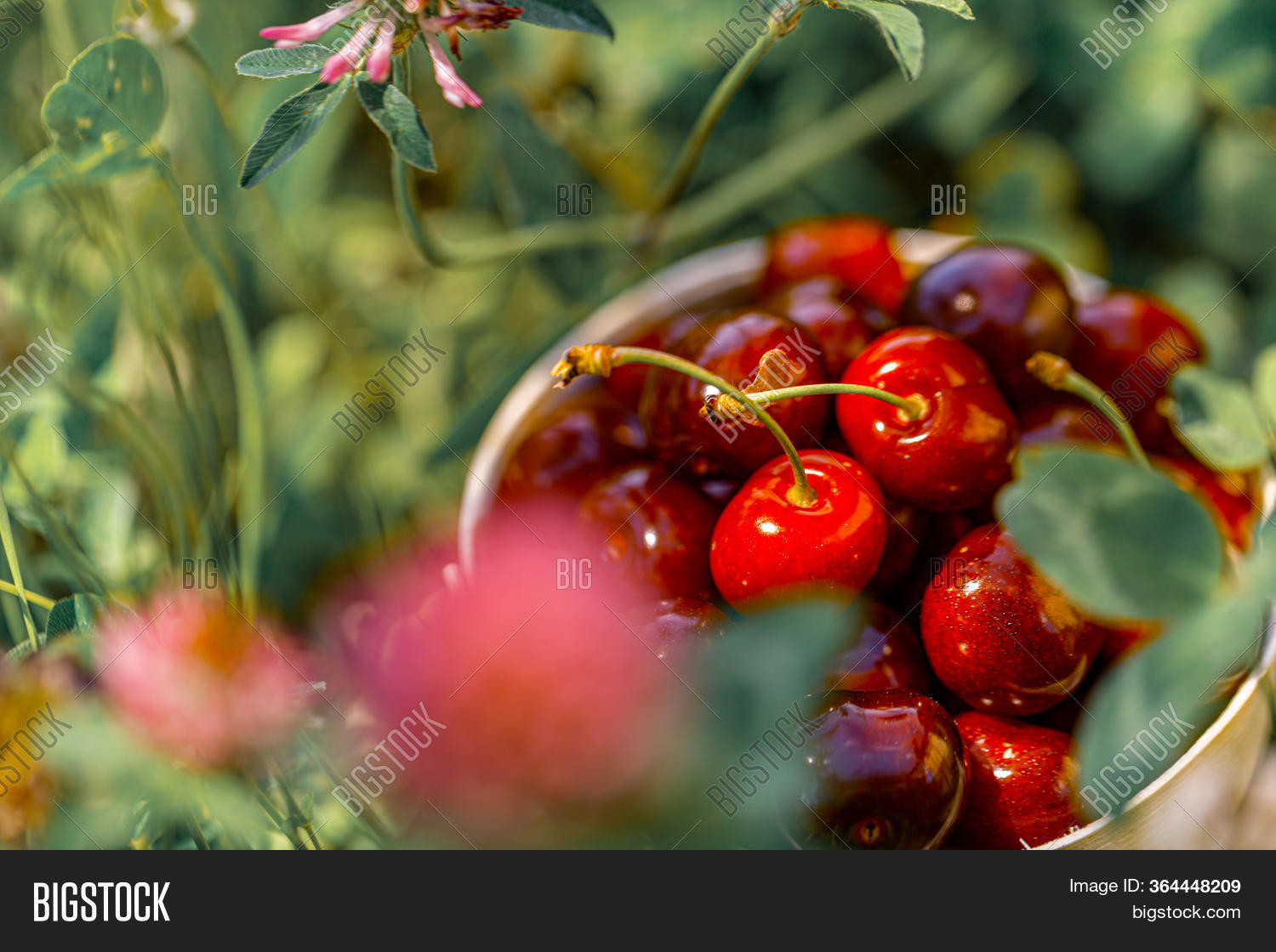 Red Cherries. Ripe Image & Photo (Free Trial) | Bigstock