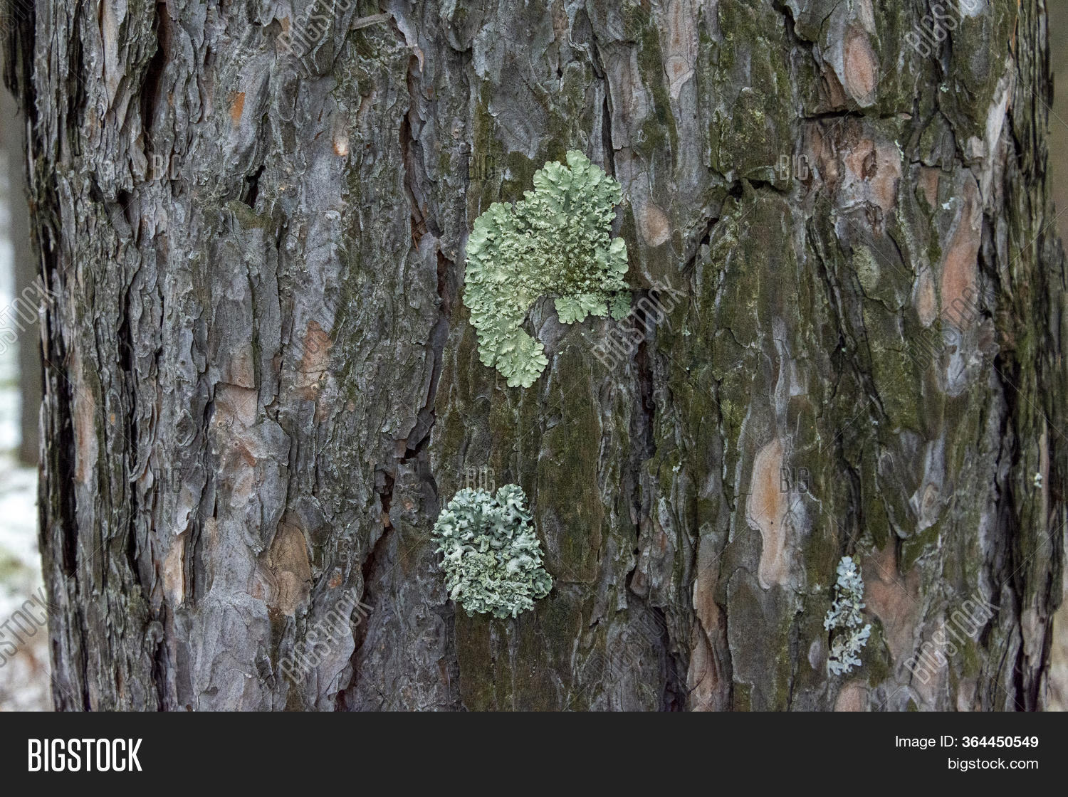 Moss Grows On Tree, Image & Photo (Free Trial) | Bigstock