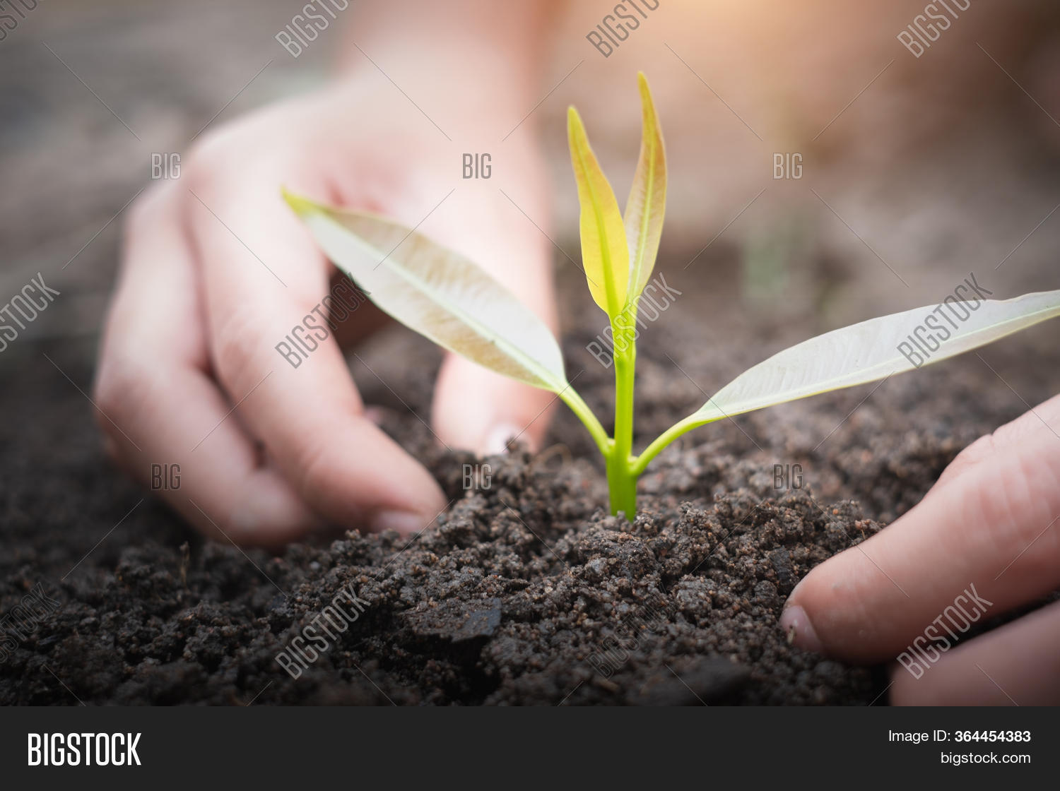 Both Hands Planting Image & Photo (Free Trial) | Bigstock