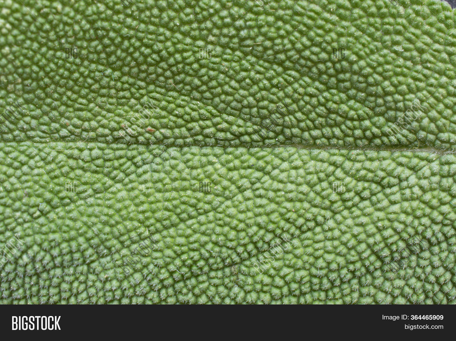 Details Fresh Sage Image & Photo (Free Trial) | Bigstock