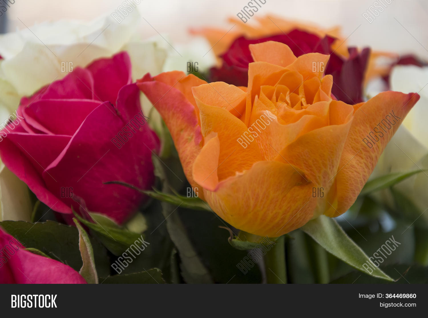 Lovely Big Colorful Image & Photo (Free Trial) | Bigstock