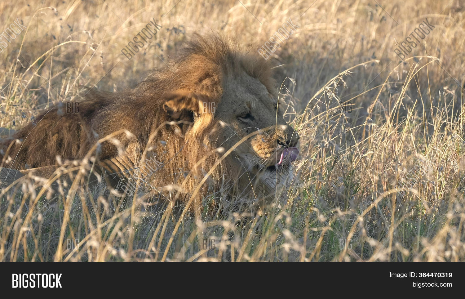 Close Male Lion Laying Image & Photo (Free Trial) | Bigstock