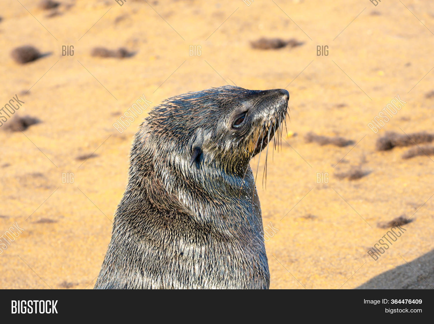 Large Animals - Eared Image & Photo (Free Trial) | Bigstock