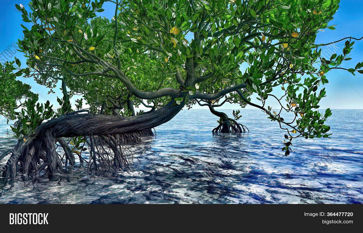 Red Mangroves On Image & Photo (Free Trial) | Bigstock