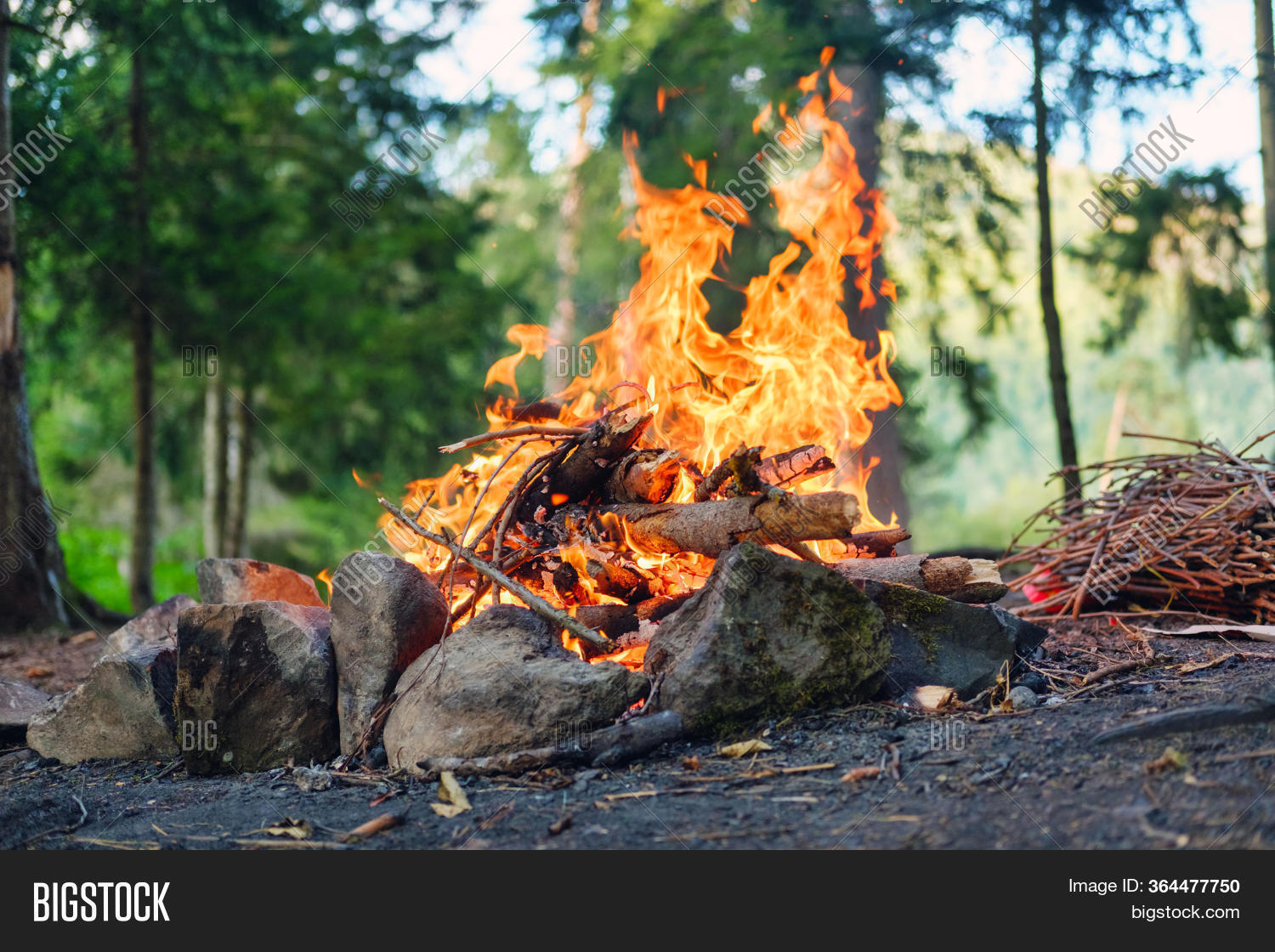 Bonfire Forest Dusk, Image & Photo (Free Trial) | Bigstock