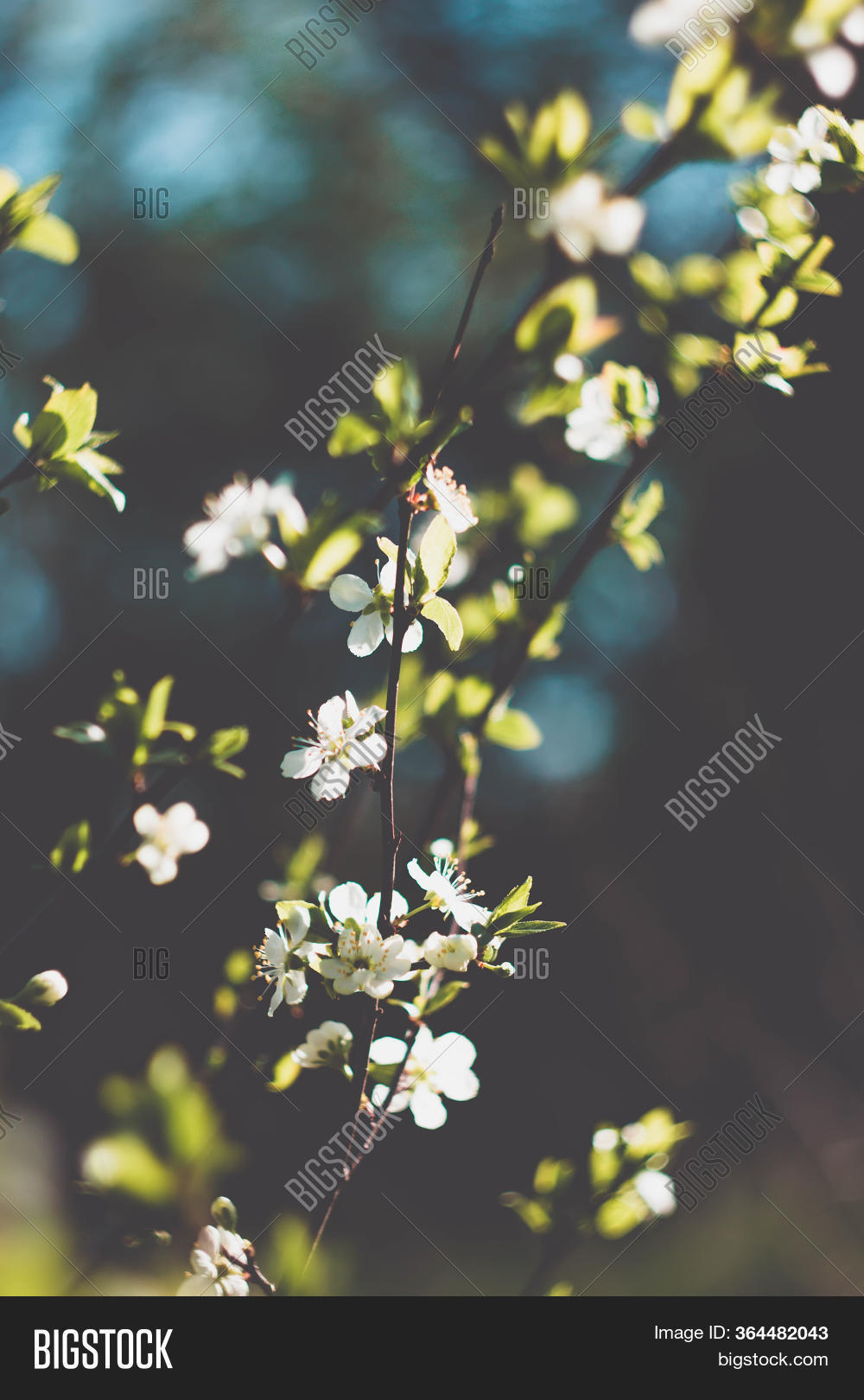 Cherry Blossoms Forest Image & Photo (Free Trial) | Bigstock