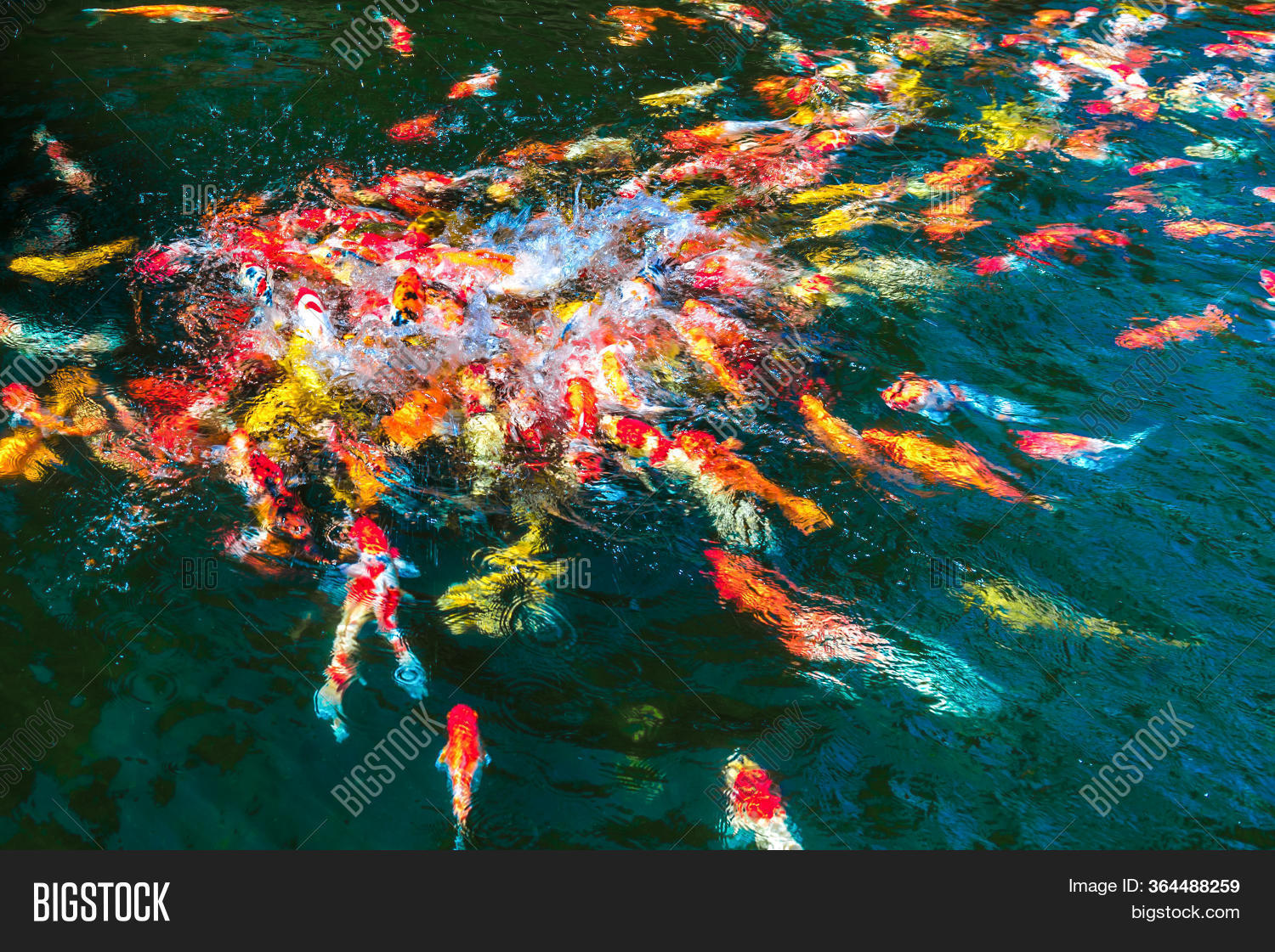 Multi-colored Koi Fish Image & Photo (Free Trial) | Bigstock