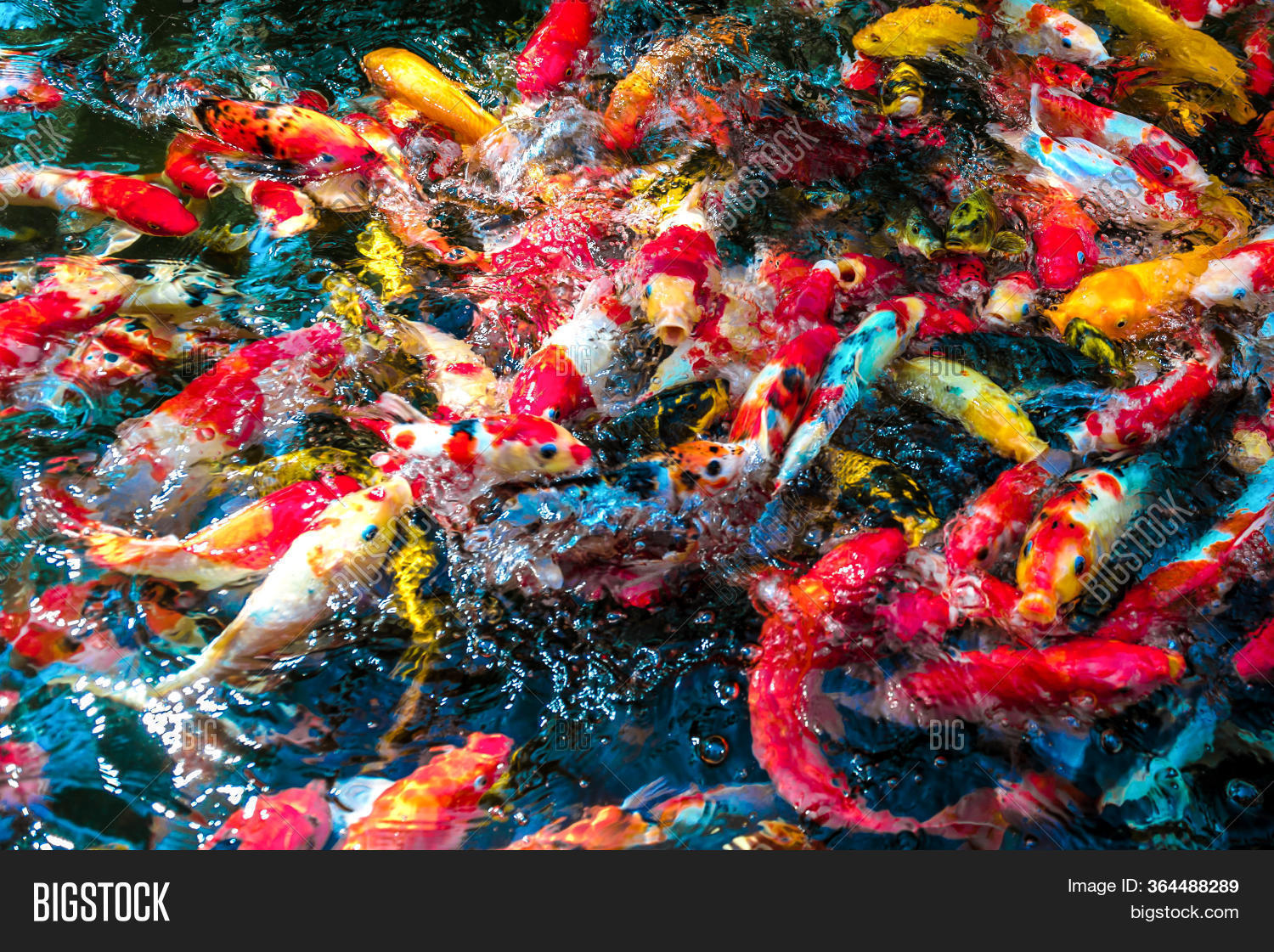 Multi-colored Koi Fish Image & Photo (Free Trial) | Bigstock