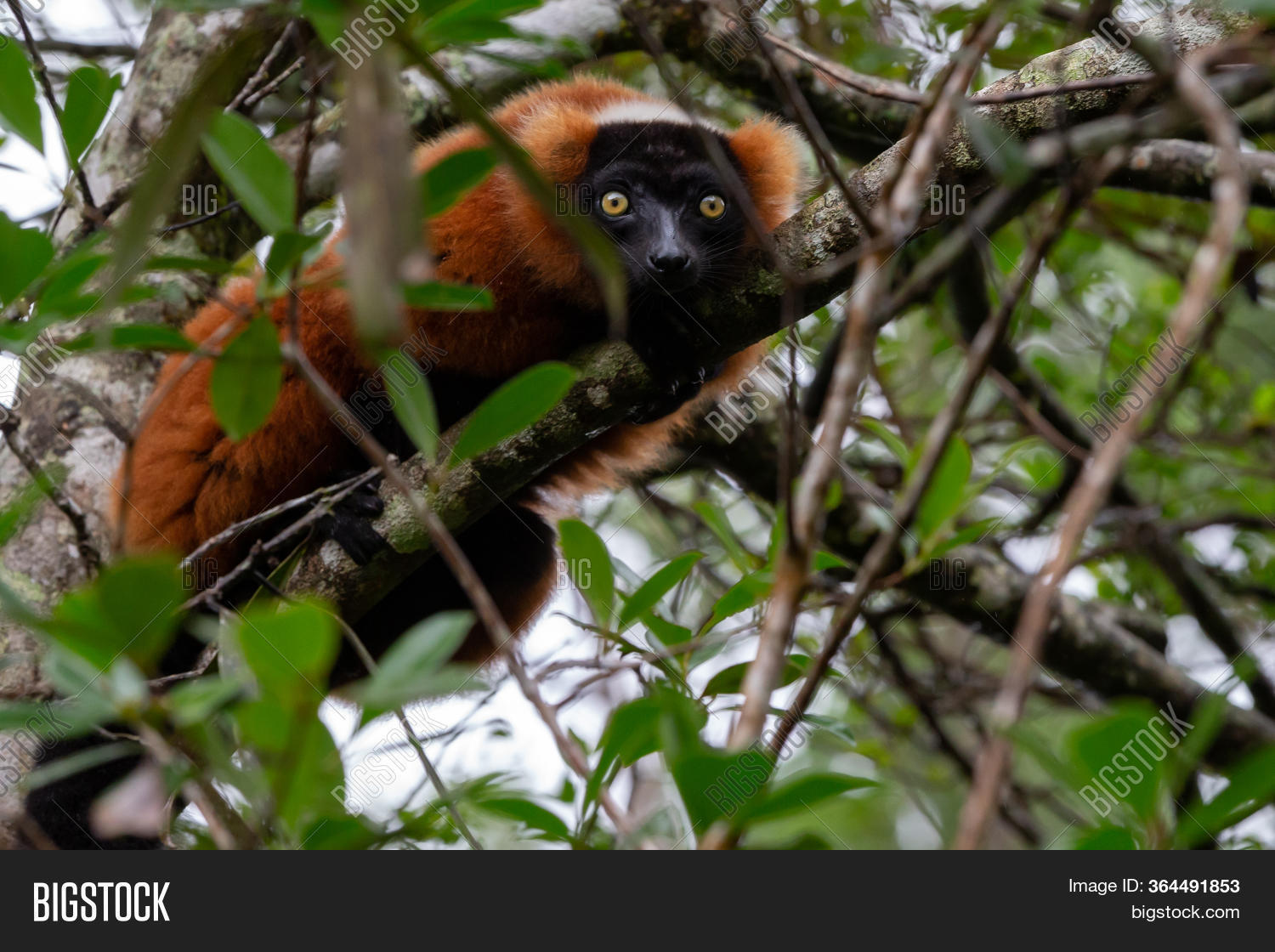 One Red Vari Lemur Image & Photo (Free Trial) | Bigstock
