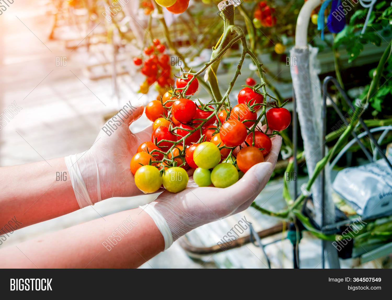 Farmers Hands Freshly Image & Photo (Free Trial) | Bigstock