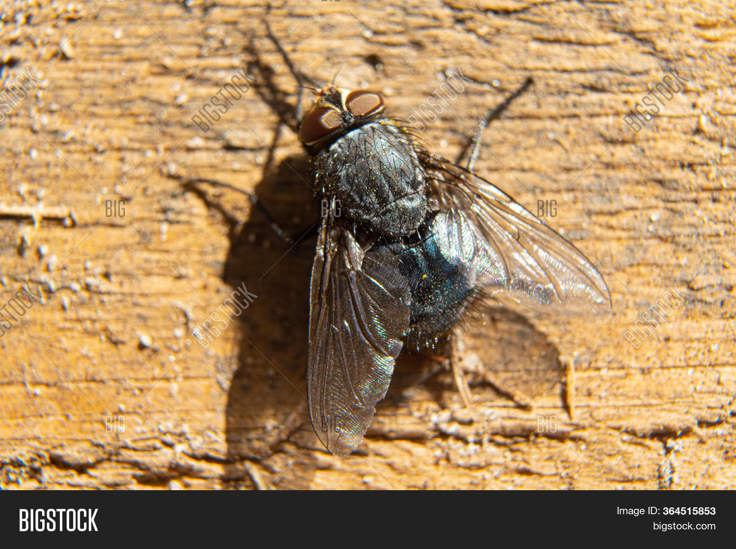 Shaggy House Fly Close Image & Photo (Free Trial) | Bigstock