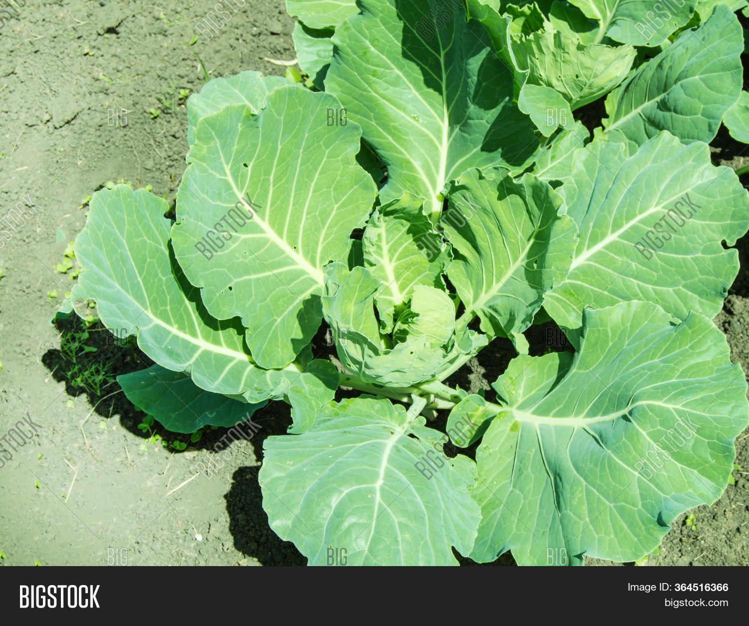 Cabbage Sprouts