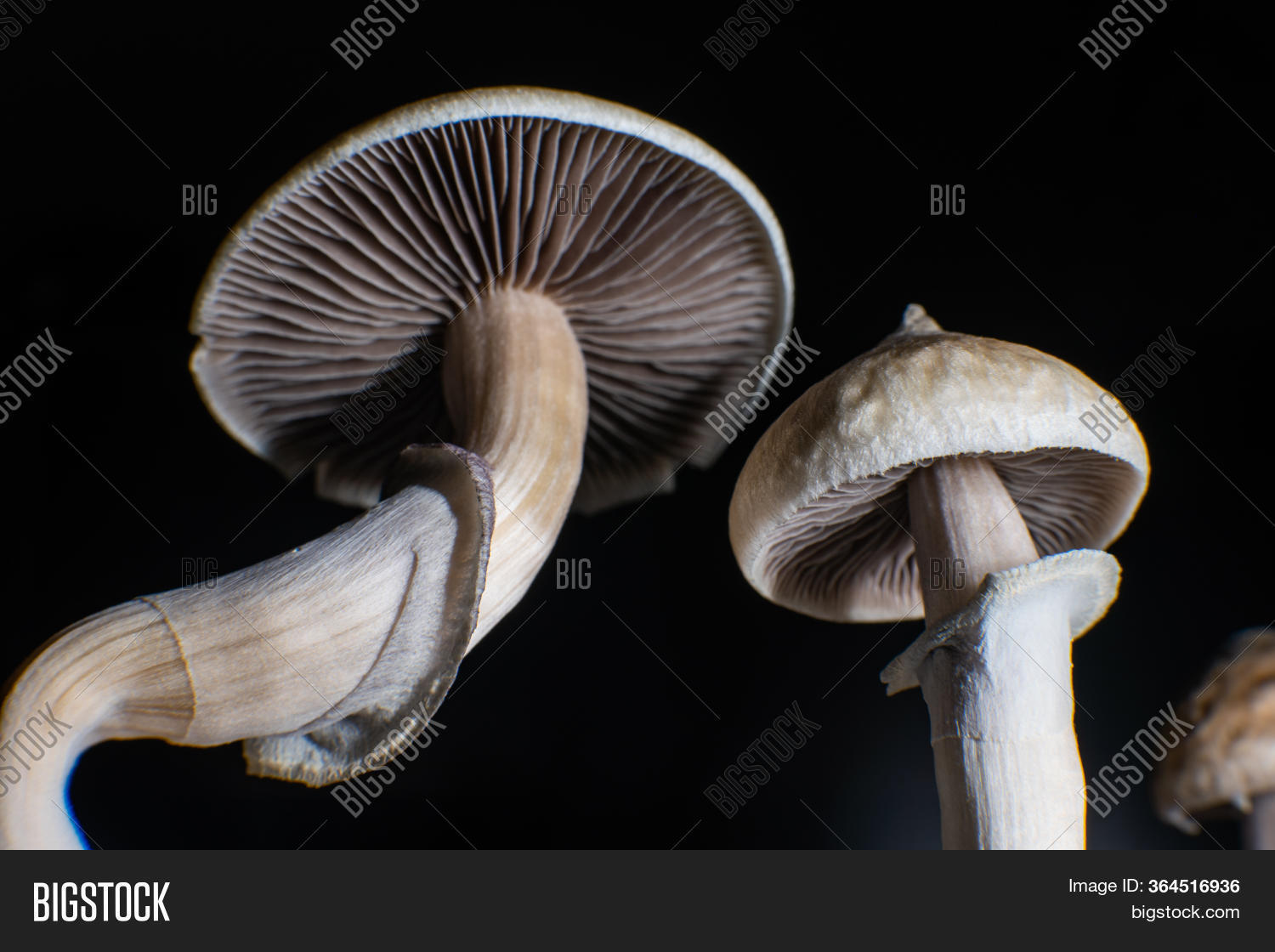 Dry Psilocybe Cubensis Image & Photo (Free Trial) | Bigstock