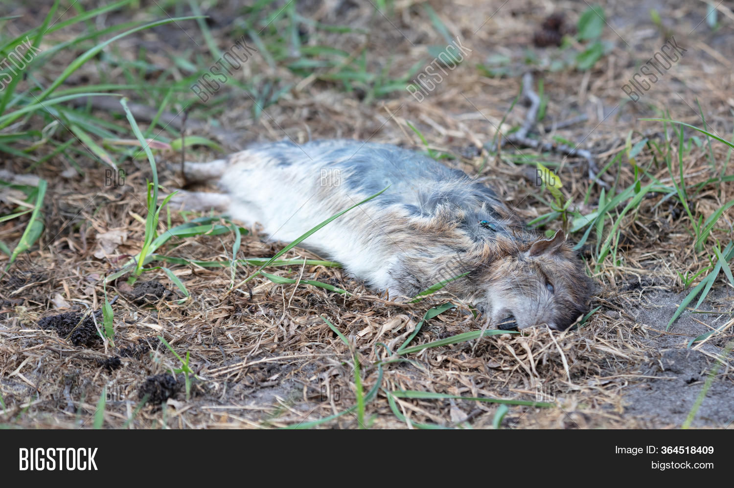 Dead Muskrat Lying Image & Photo (Free Trial) | Bigstock