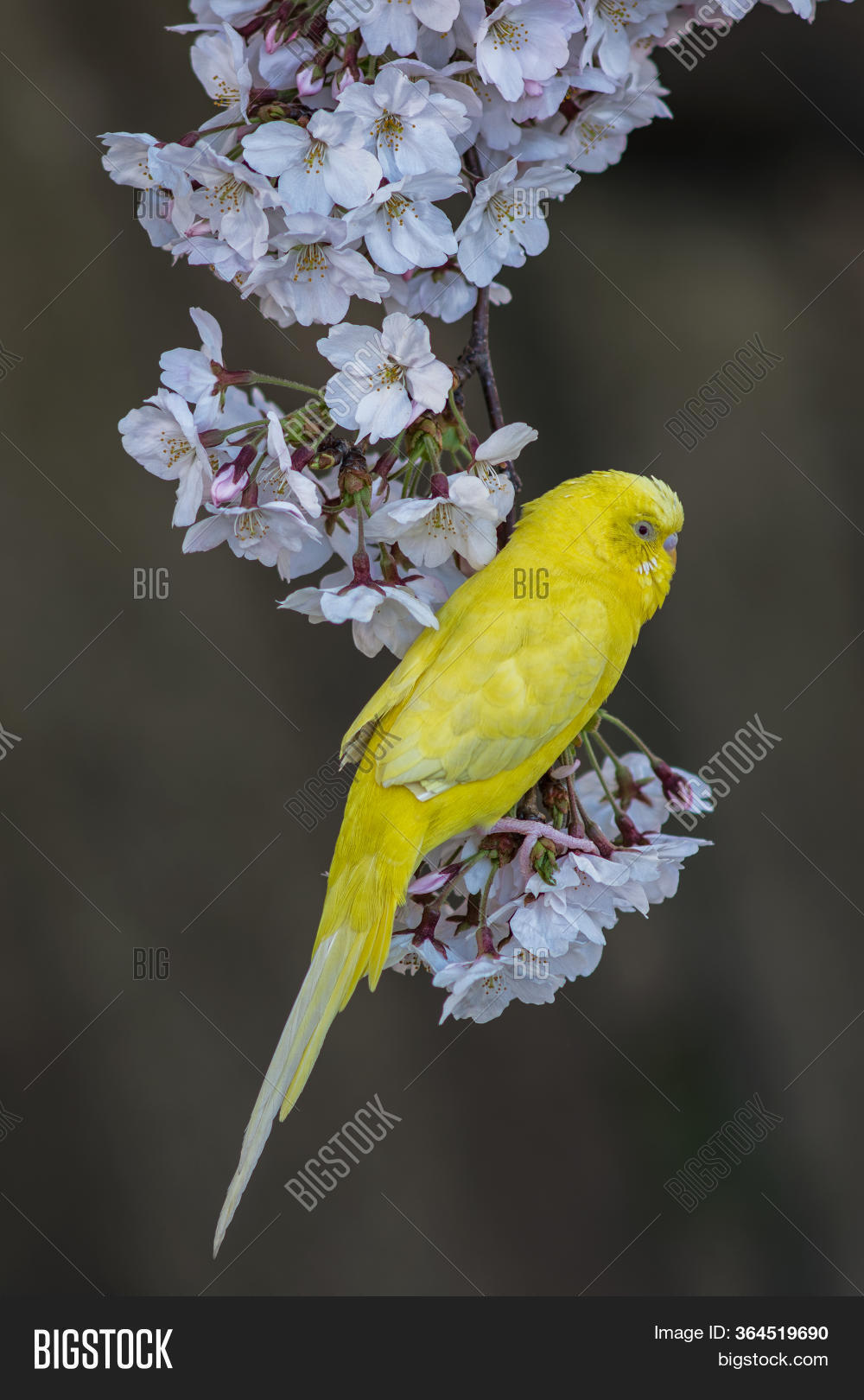Yellow Canary Perched Image & Photo (Free Trial) | Bigstock