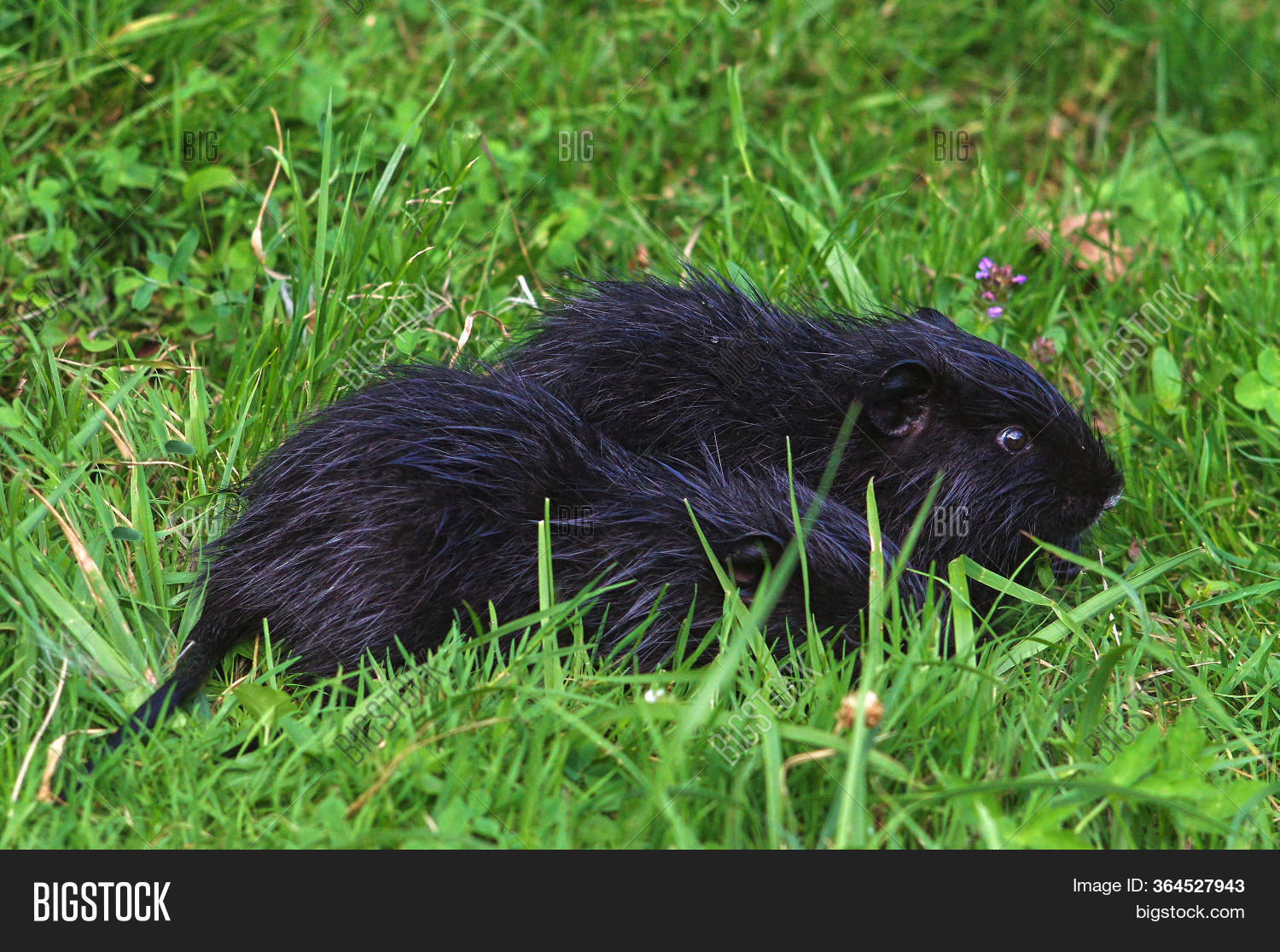 Two Black Nutria Green Image & Photo (Free Trial) | Bigstock