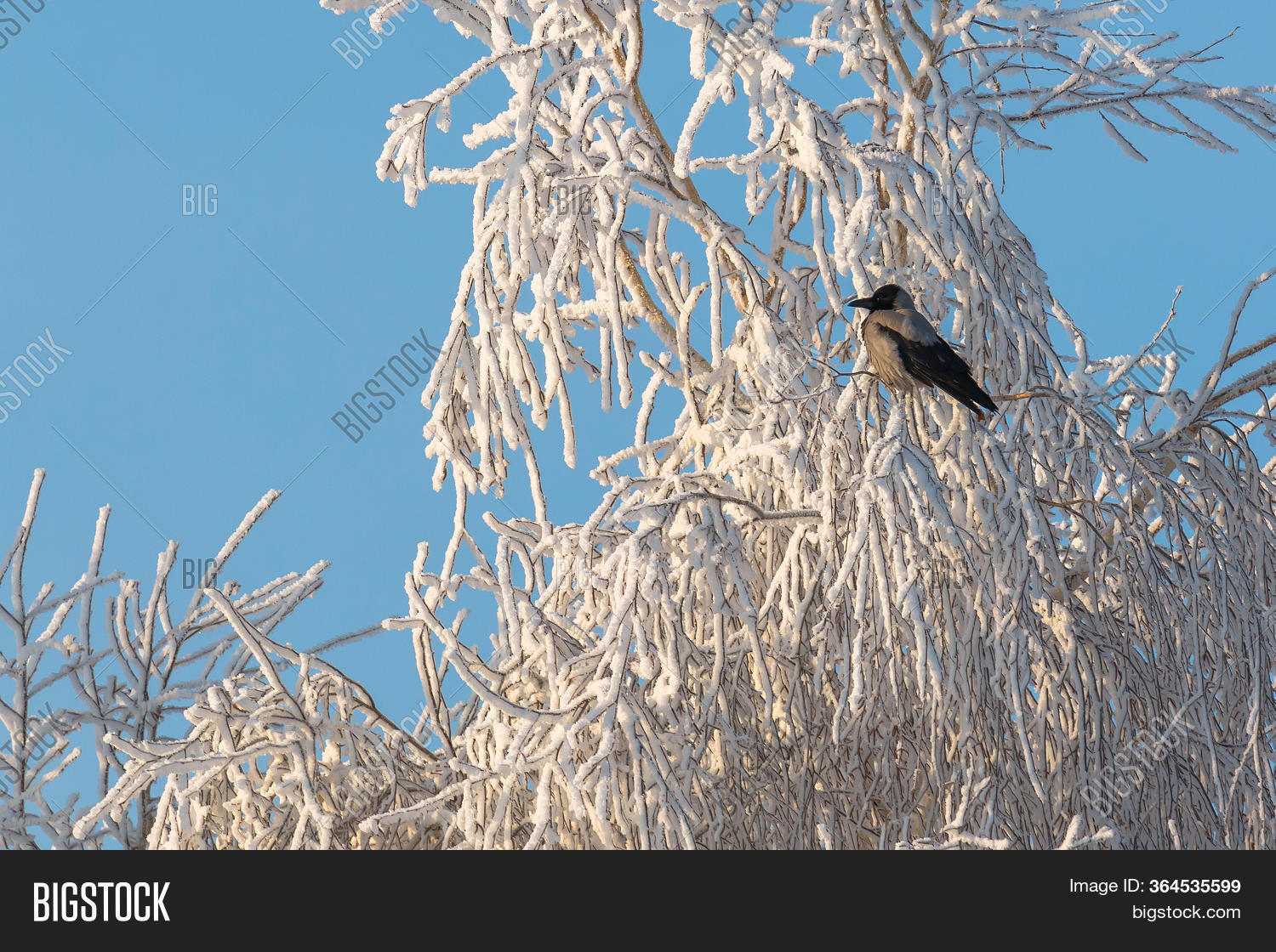 Gray Magpie, Bird Image & Photo (Free Trial) | Bigstock