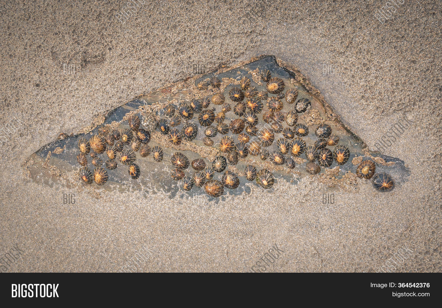 Shells Stuck On Rock Image & Photo (Free Trial) | Bigstock