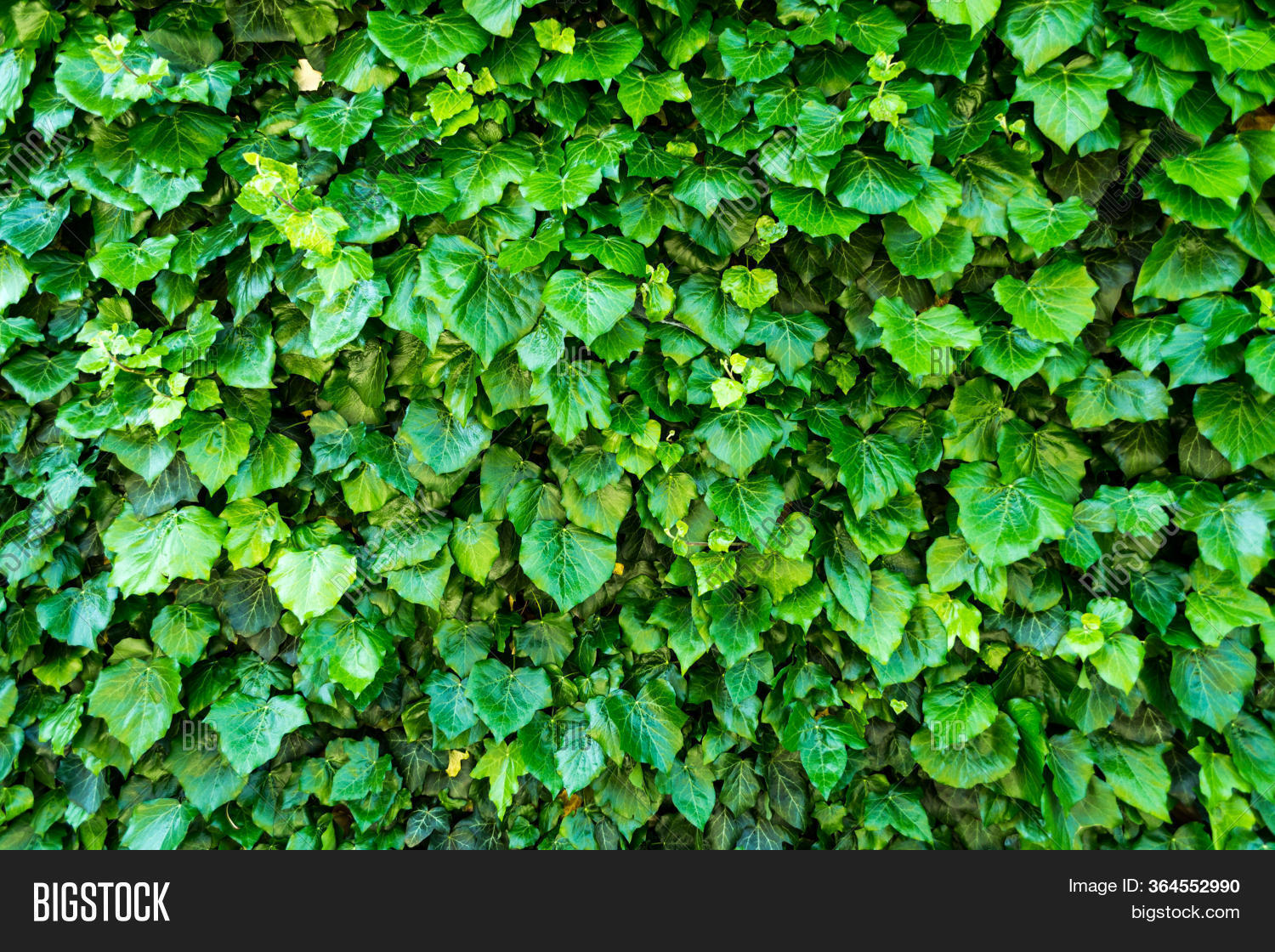Detailed Green Image & Photo (Free Trial) | Bigstock