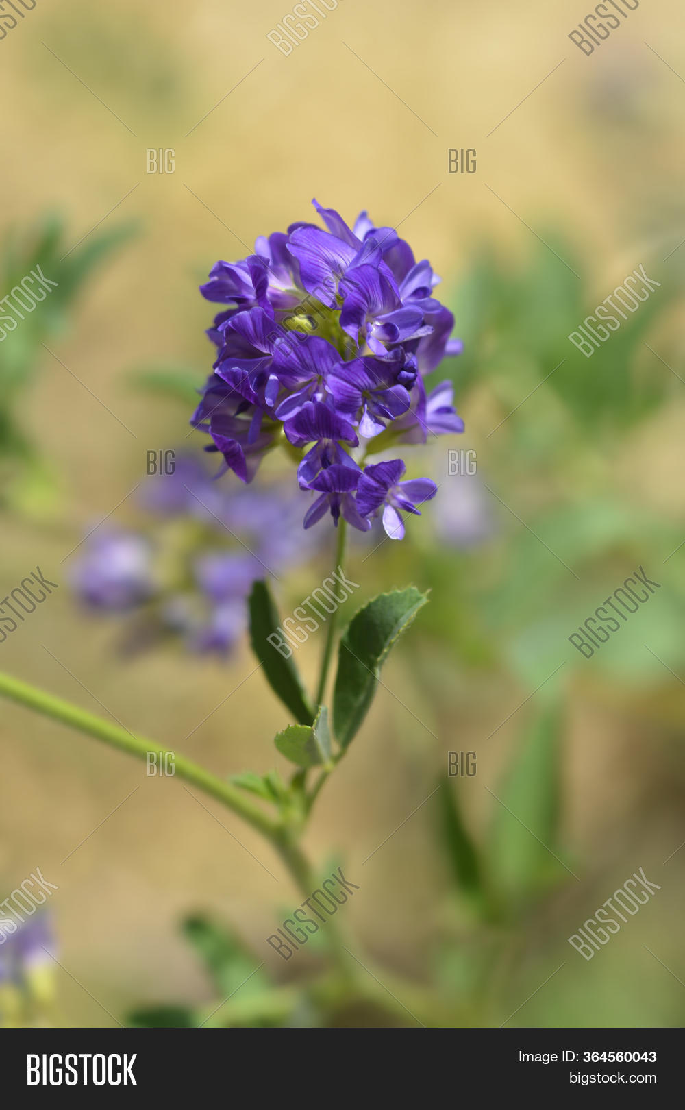 Alfalfa Flowers - Image & Photo (Free Trial) | Bigstock