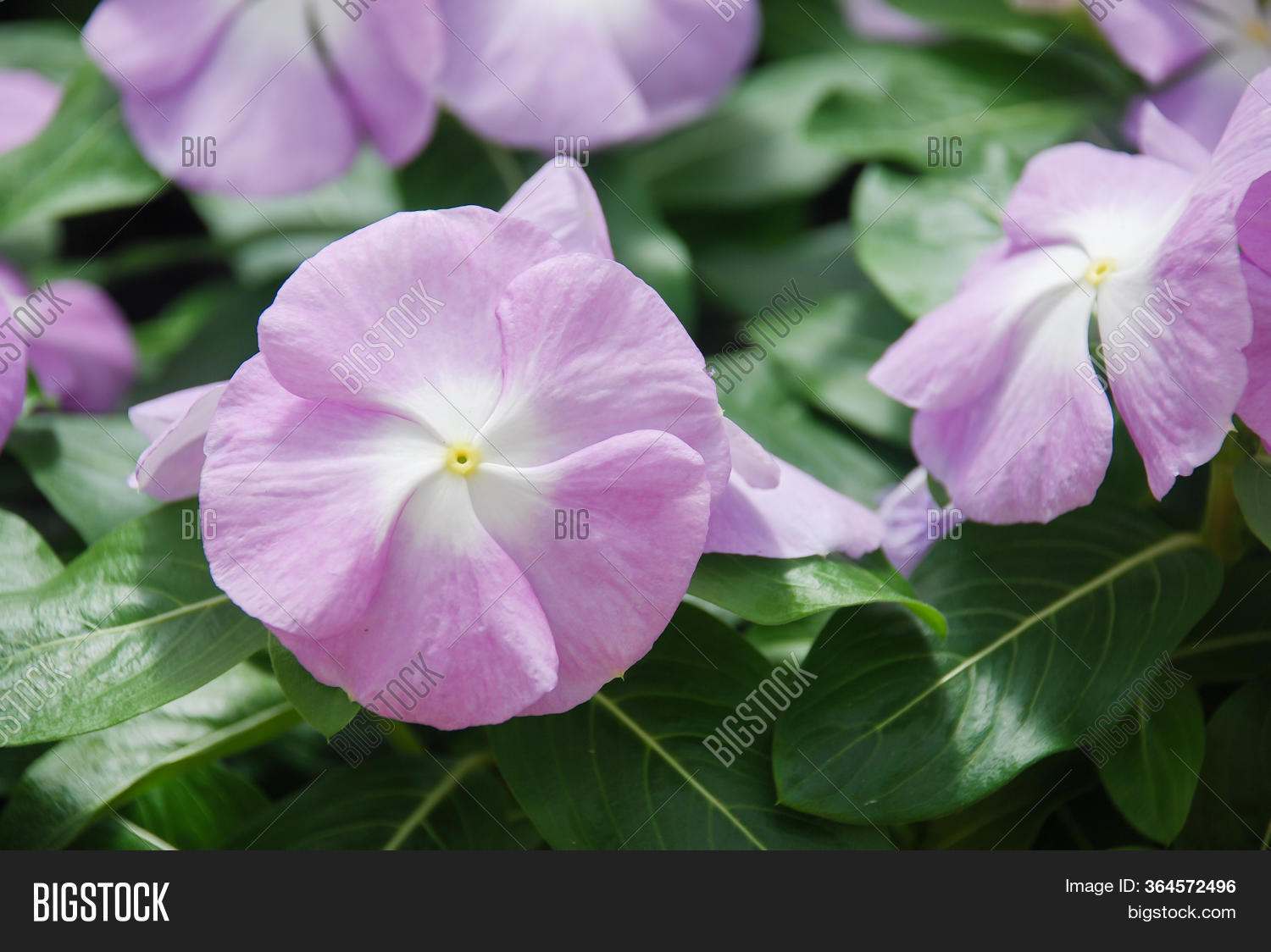 Foliage Vinca Flowers Image & Photo (Free Trial) | Bigstock