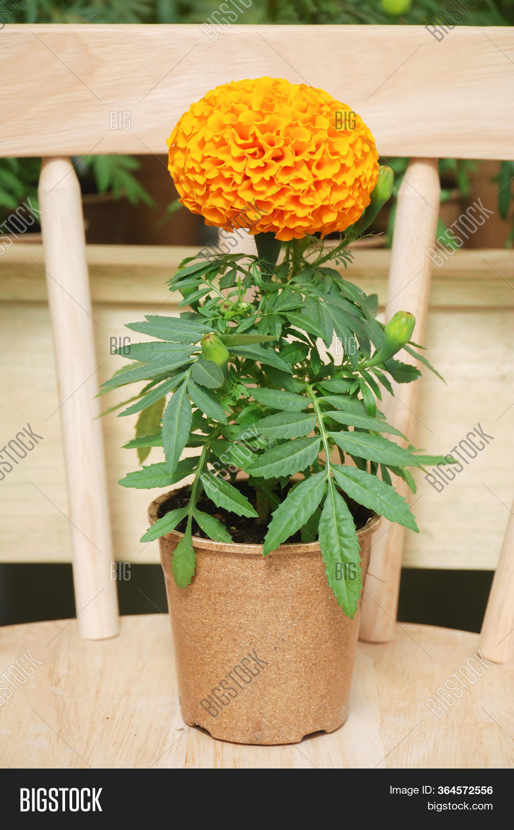 Marigolds Orange Color Image & Photo (Free Trial) | Bigstock