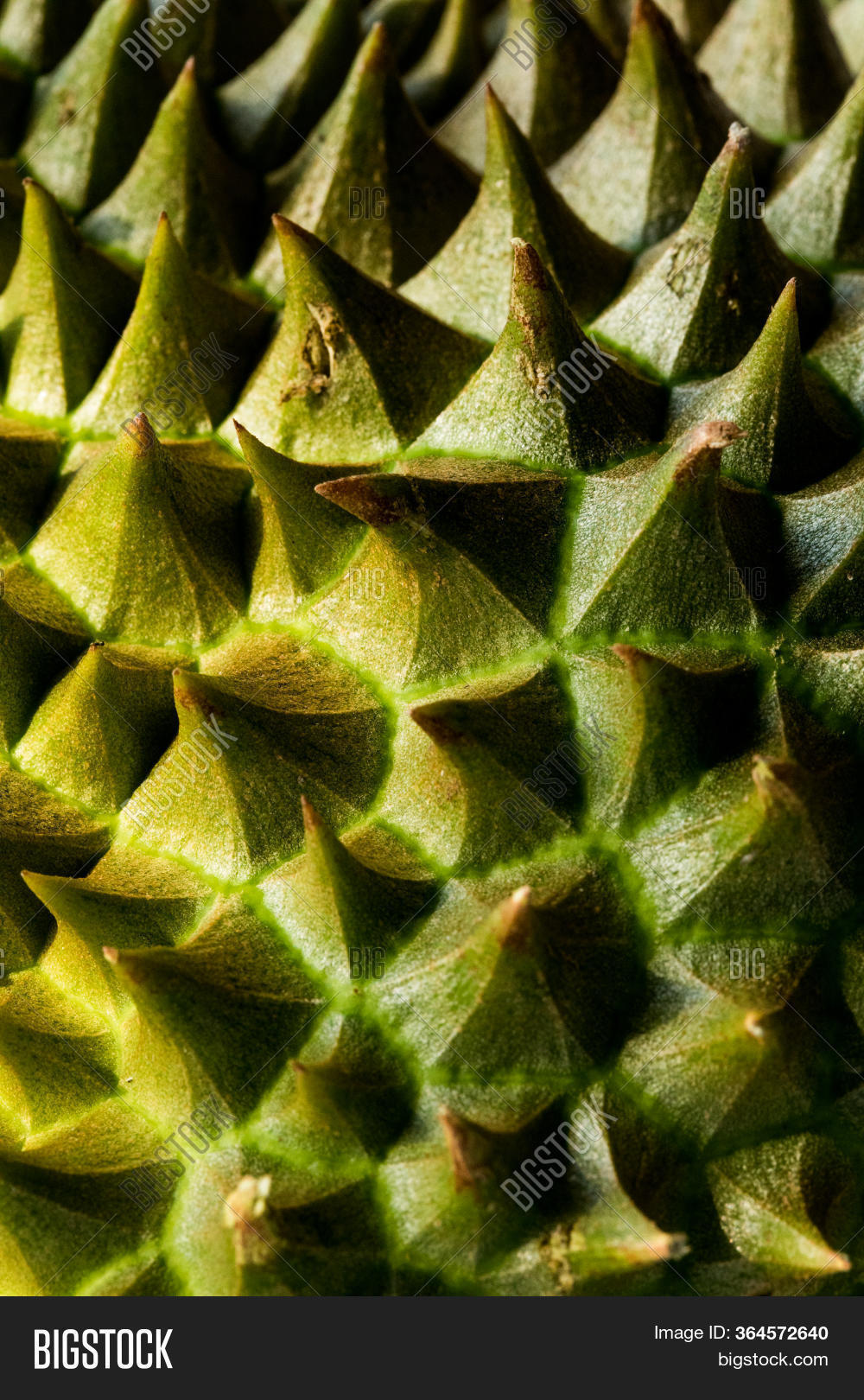 Close Durian Showing Image & Photo (Free Trial) | Bigstock