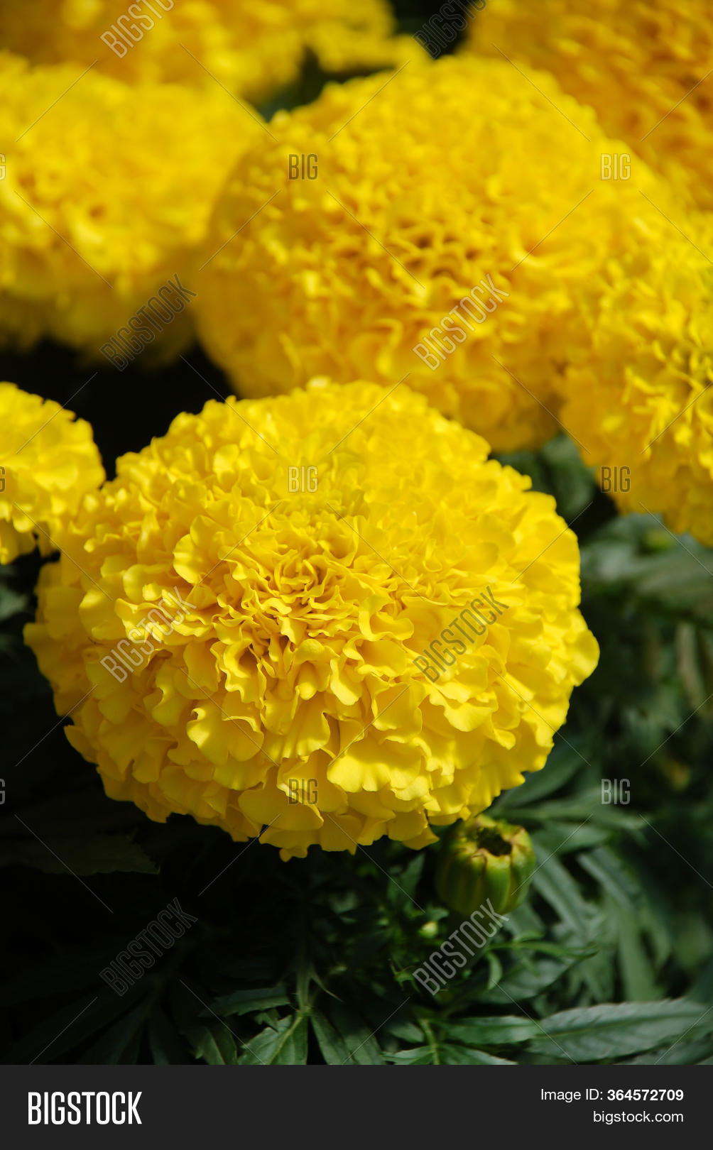 Marigolds Yellow Color Image & Photo (Free Trial) | Bigstock