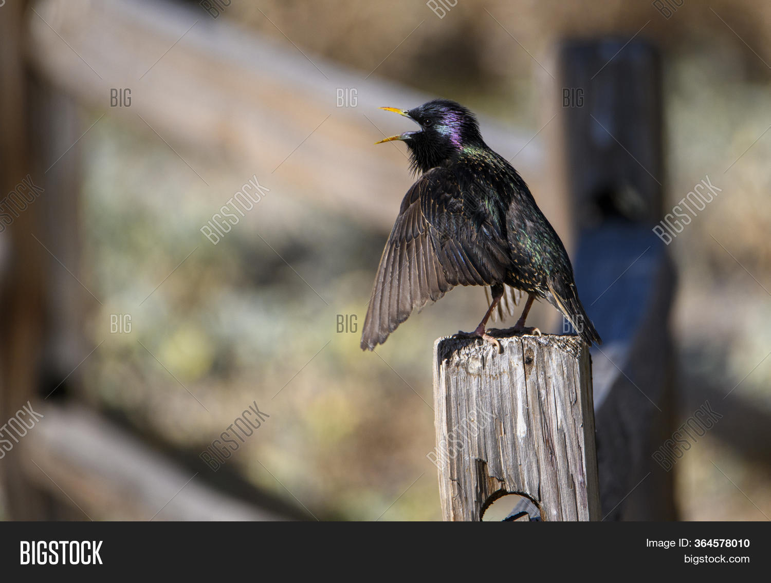 Starling His Image & Photo (Free Trial) | Bigstock