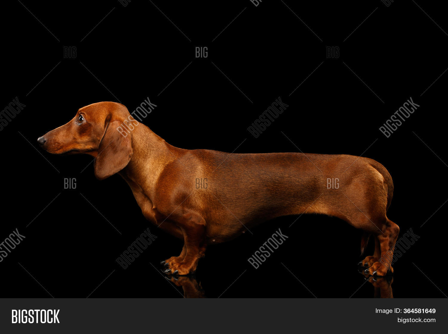 Red Dachshund Dog On Image & Photo (Free Trial) | Bigstock