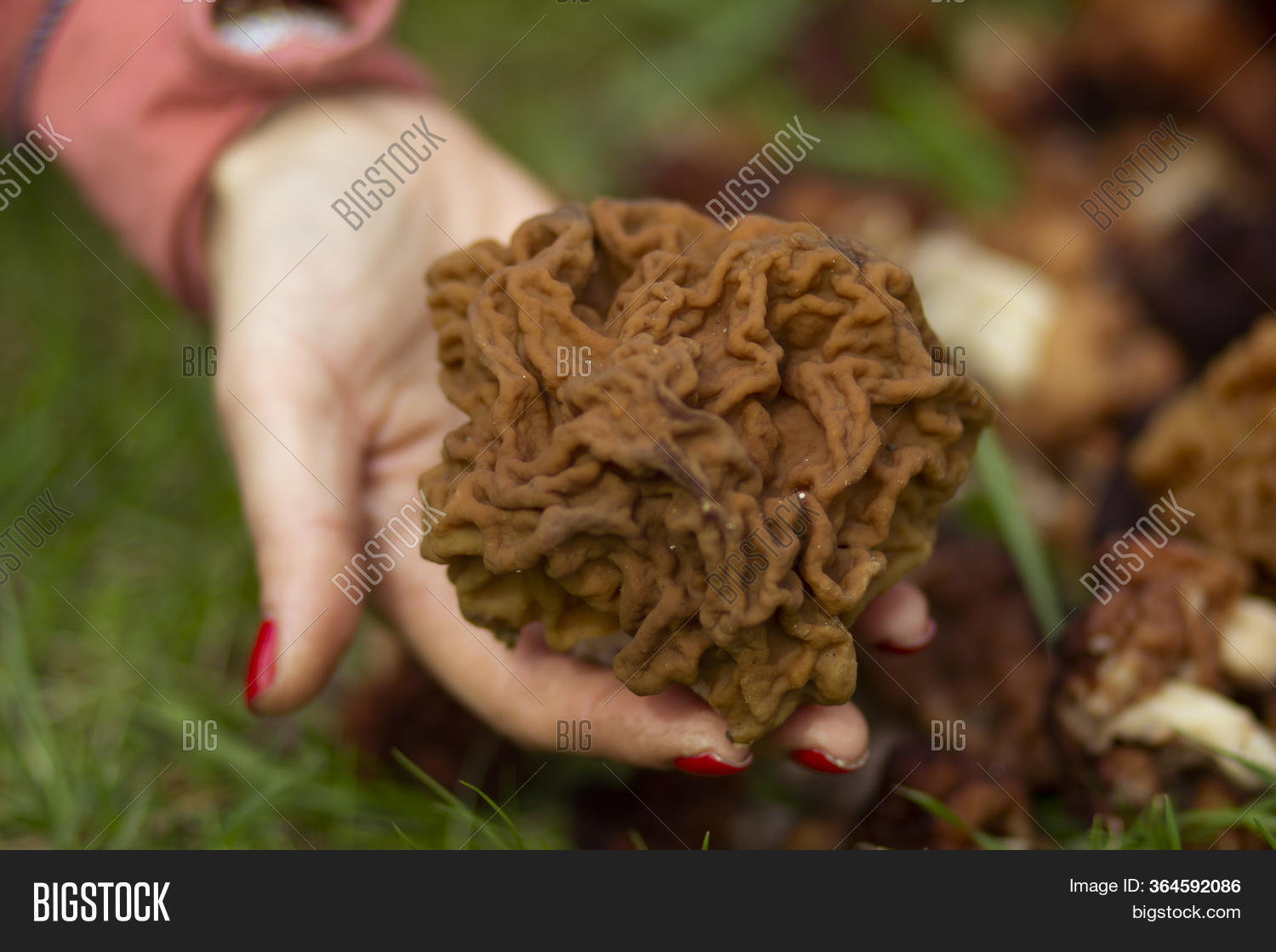 Spring Morel Mushrooms Image & Photo (Free Trial) | Bigstock