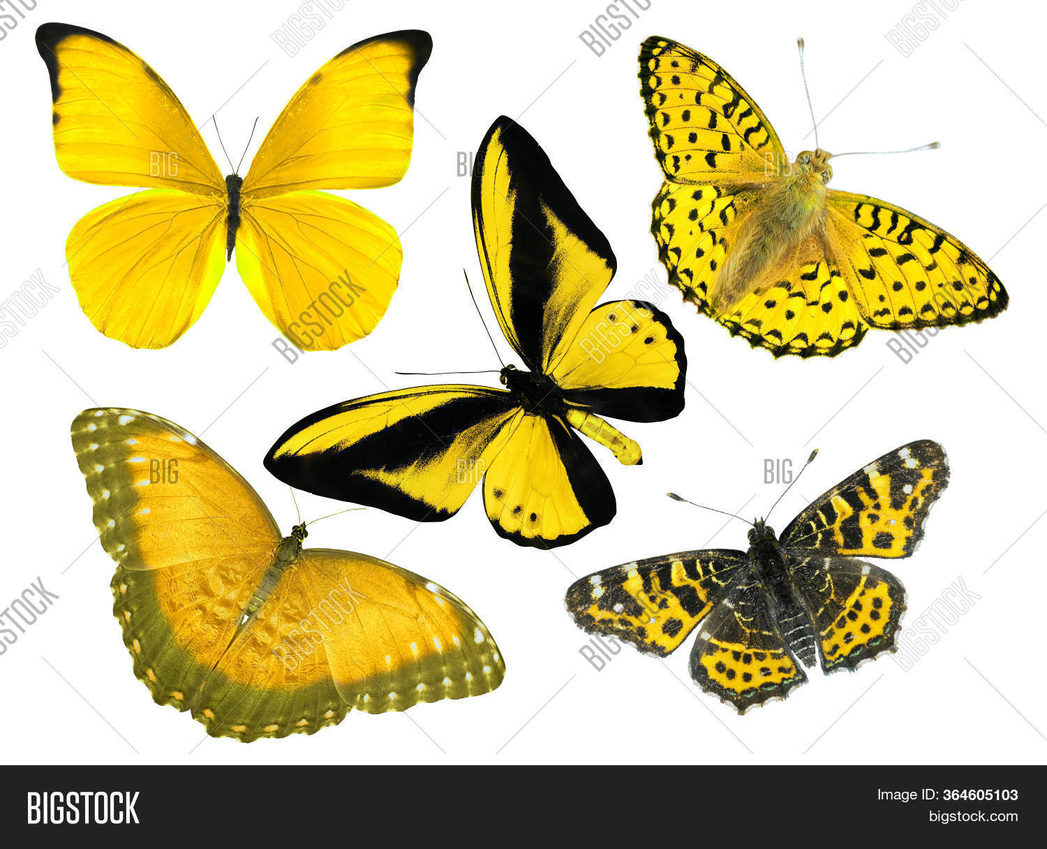 Beautiful Yellow Image & Photo (Free Trial) | Bigstock