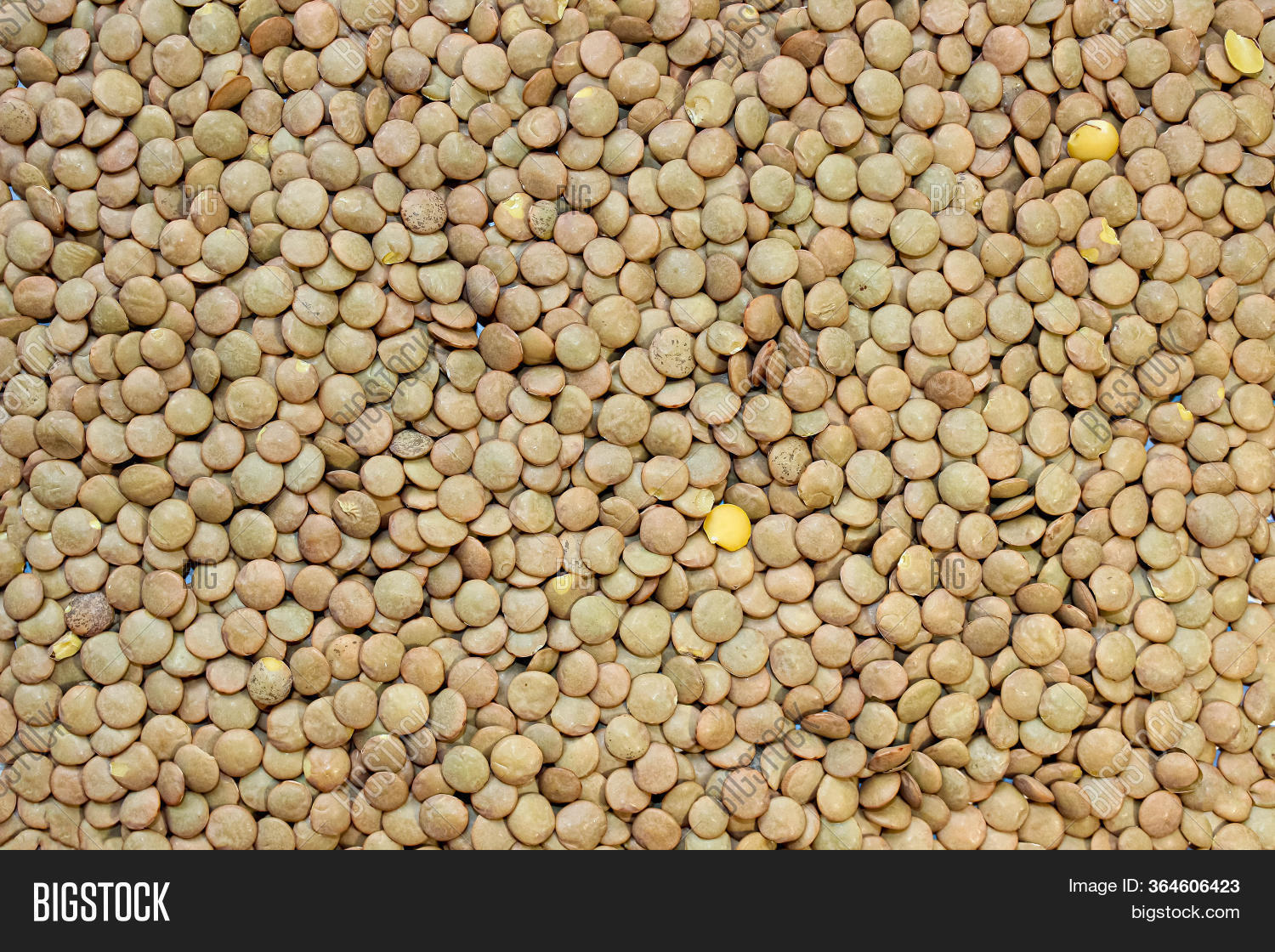 Layer Dry Lentils. Image & Photo (Free Trial) | Bigstock