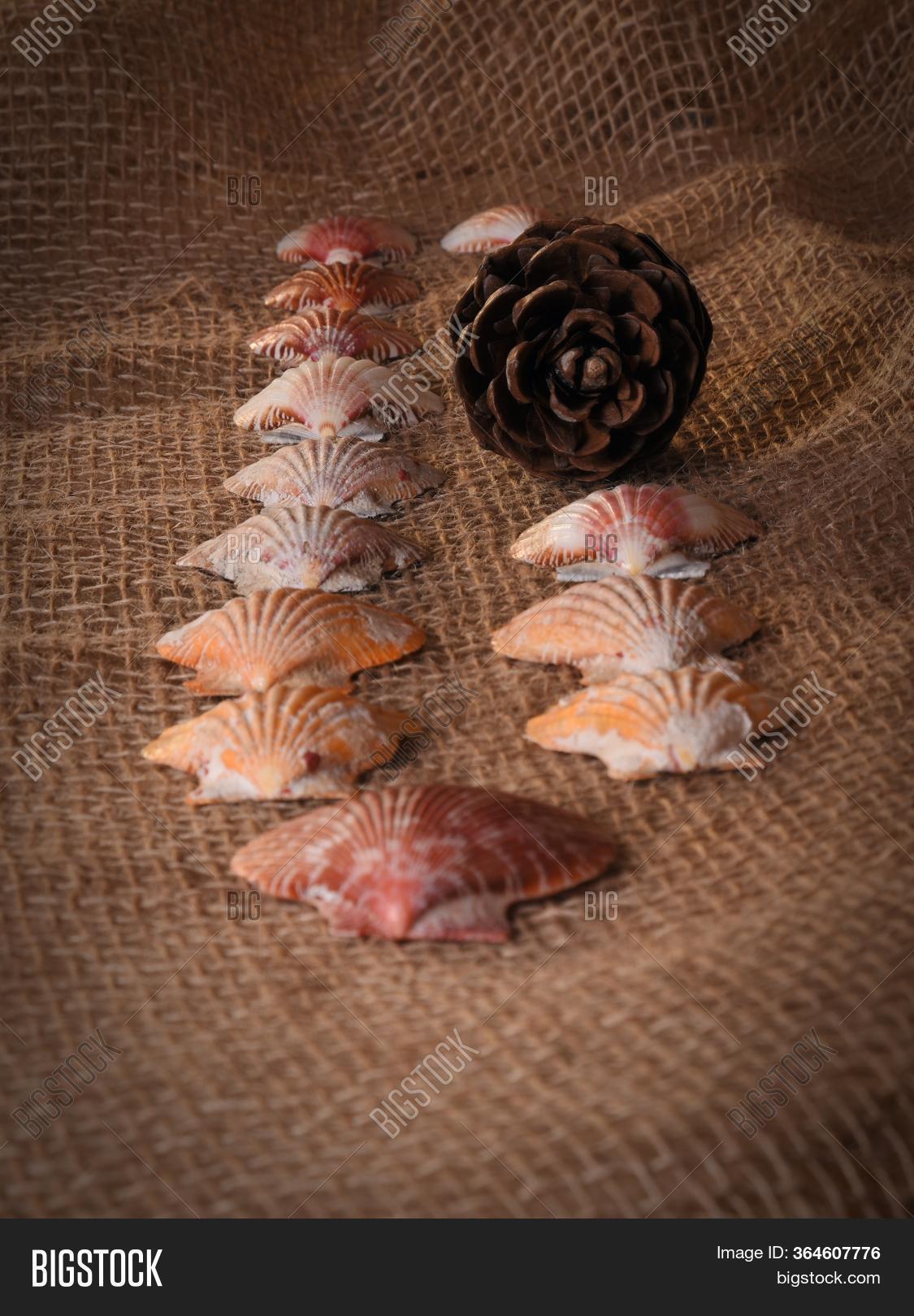 Seashells Cones. Made Image & Photo (Free Trial) | Bigstock