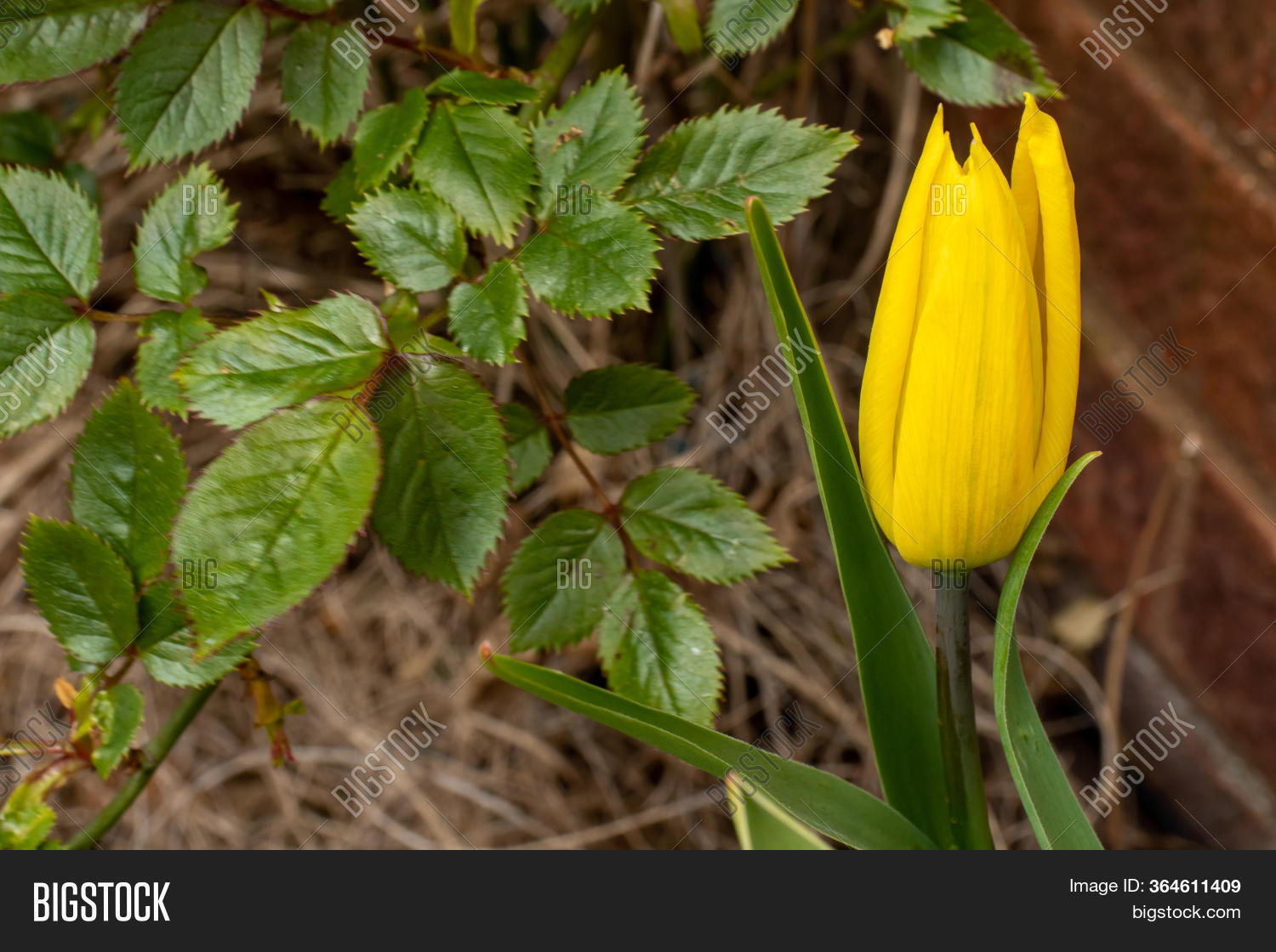 Side View Single Tulip Image & Photo (Free Trial) | Bigstock