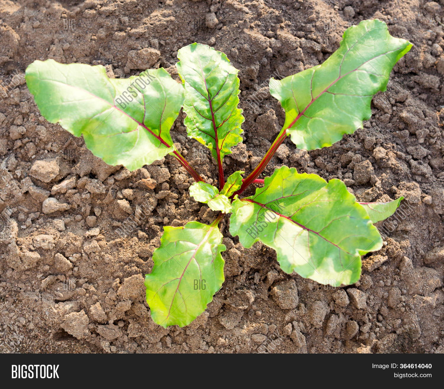Beet Vegetable Garden Image & Photo (Free Trial) | Bigstock