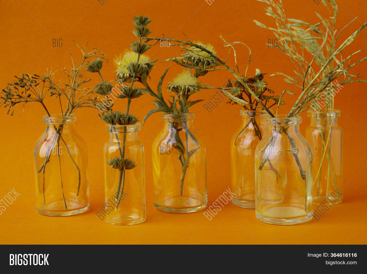 Collection Dried Image & Photo (Free Trial) | Bigstock