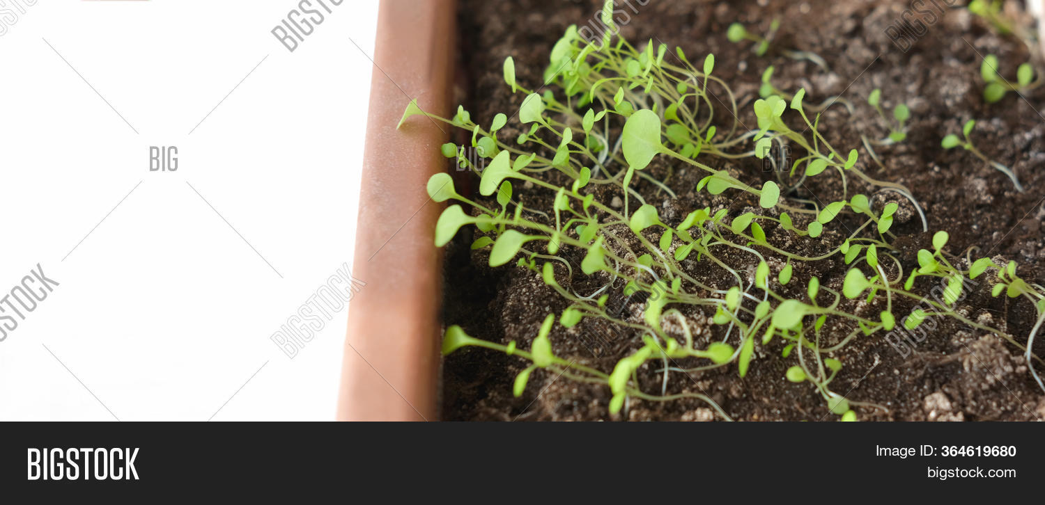 Cilantro Growing Image & Photo (Free Trial) | Bigstock