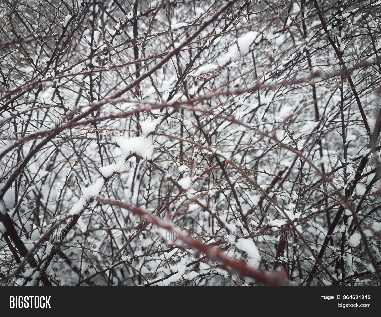 Winter Branches Trees Image & Photo (Free Trial) | Bigstock