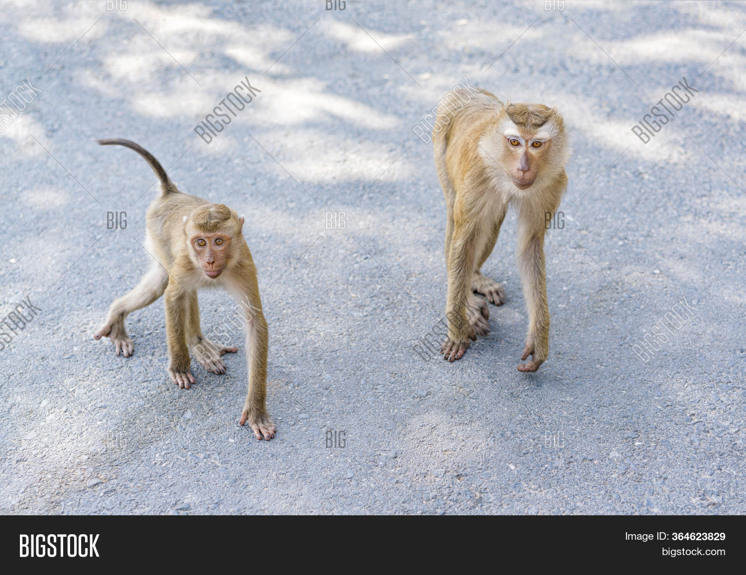 Crab-eating Macaque, Image & Photo (Free Trial) | Bigstock