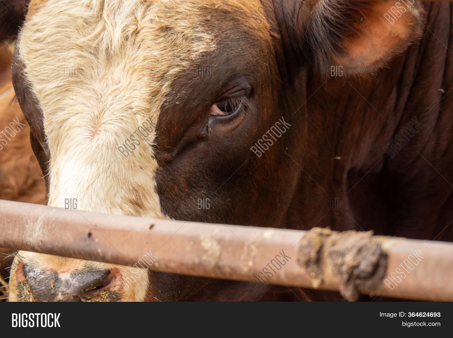 Lovely Detailed Close Image & Photo (Free Trial) | Bigstock
