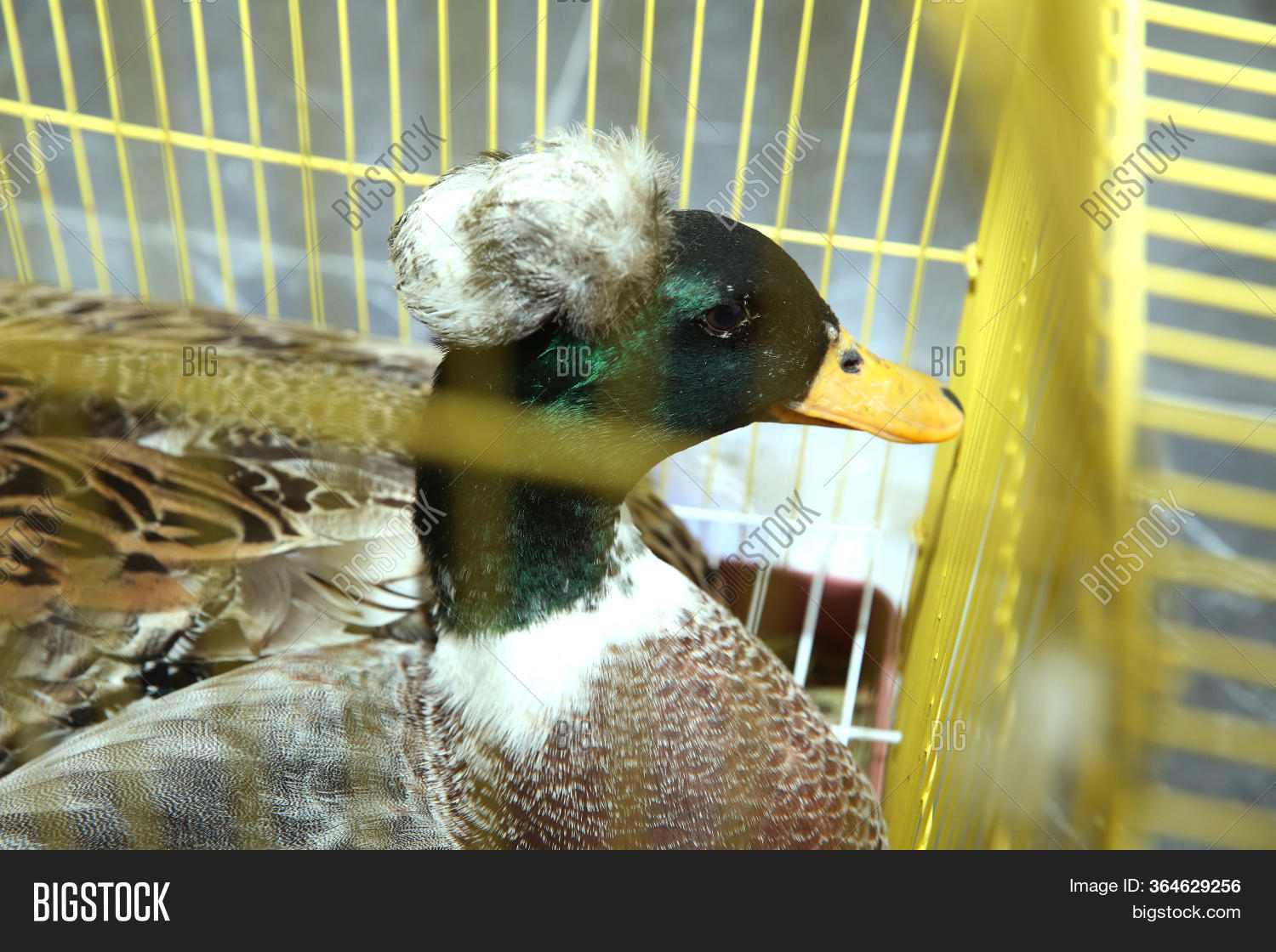 Inge Spotted Duck Fair Image & Photo (Free Trial) | Bigstock