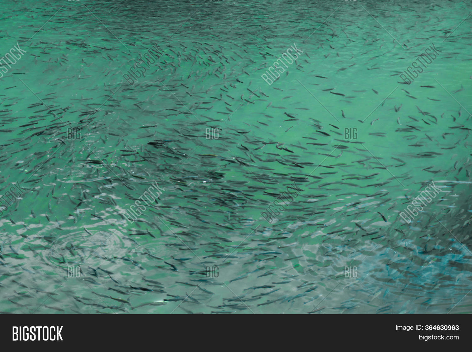 Enormous Fish Image & Photo (Free Trial) | Bigstock
