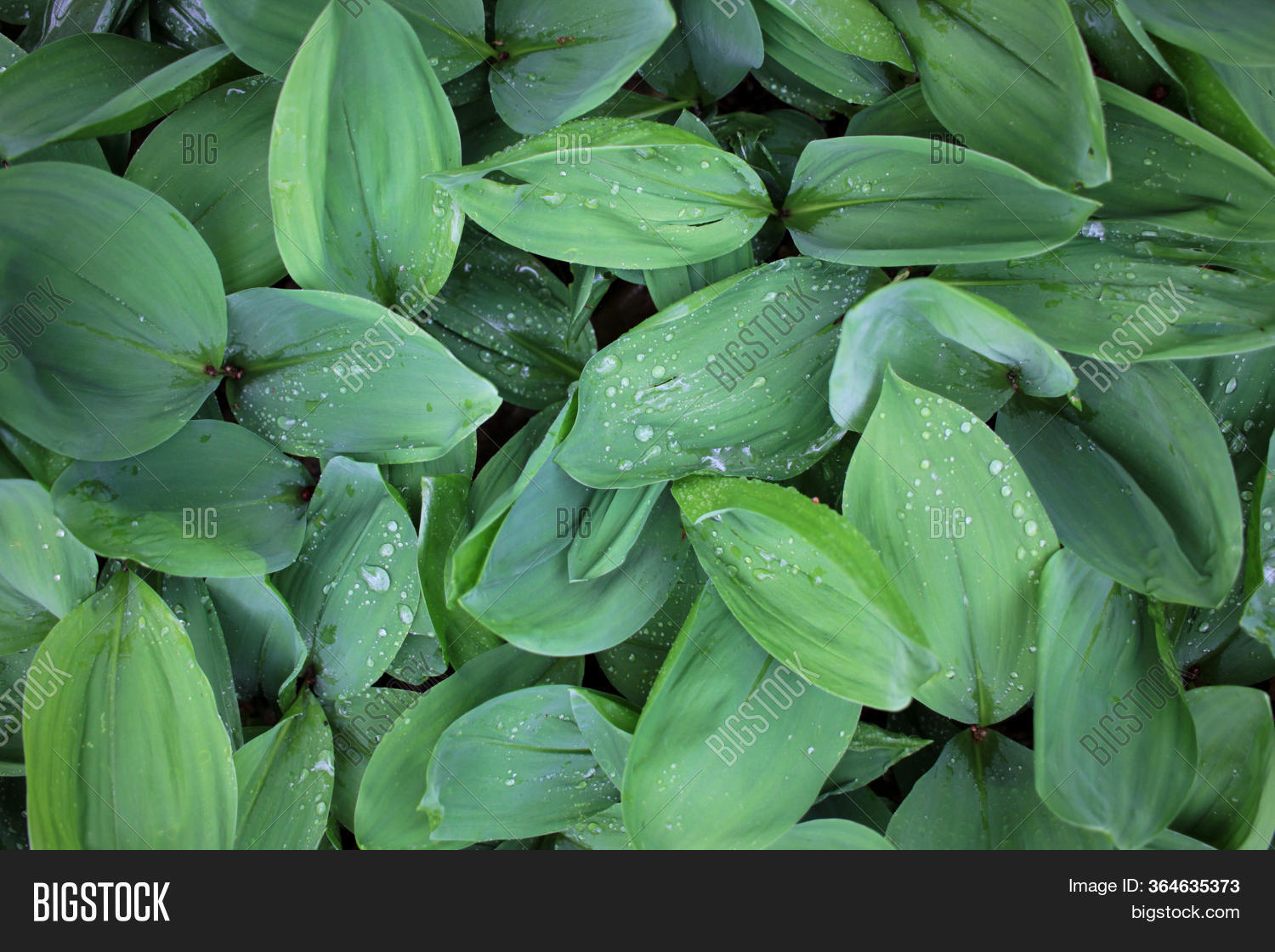 Green Leaves Natural Image & Photo (Free Trial) | Bigstock