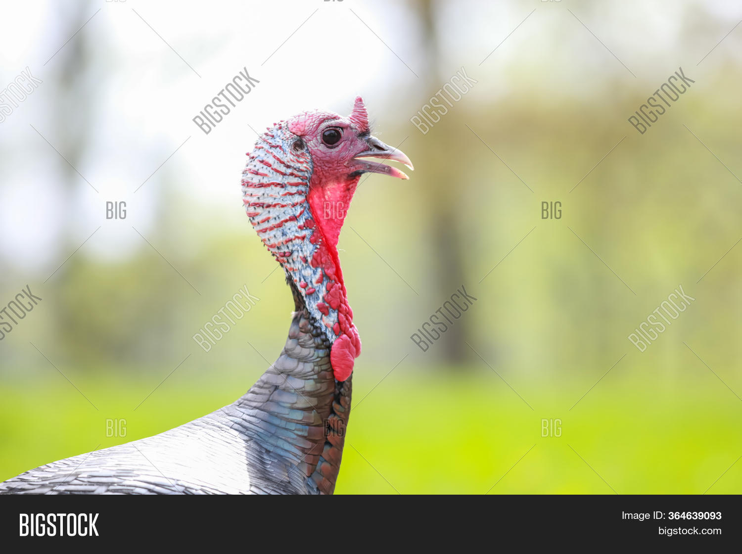Close Shot Wild Turkey Image & Photo (Free Trial) | Bigstock