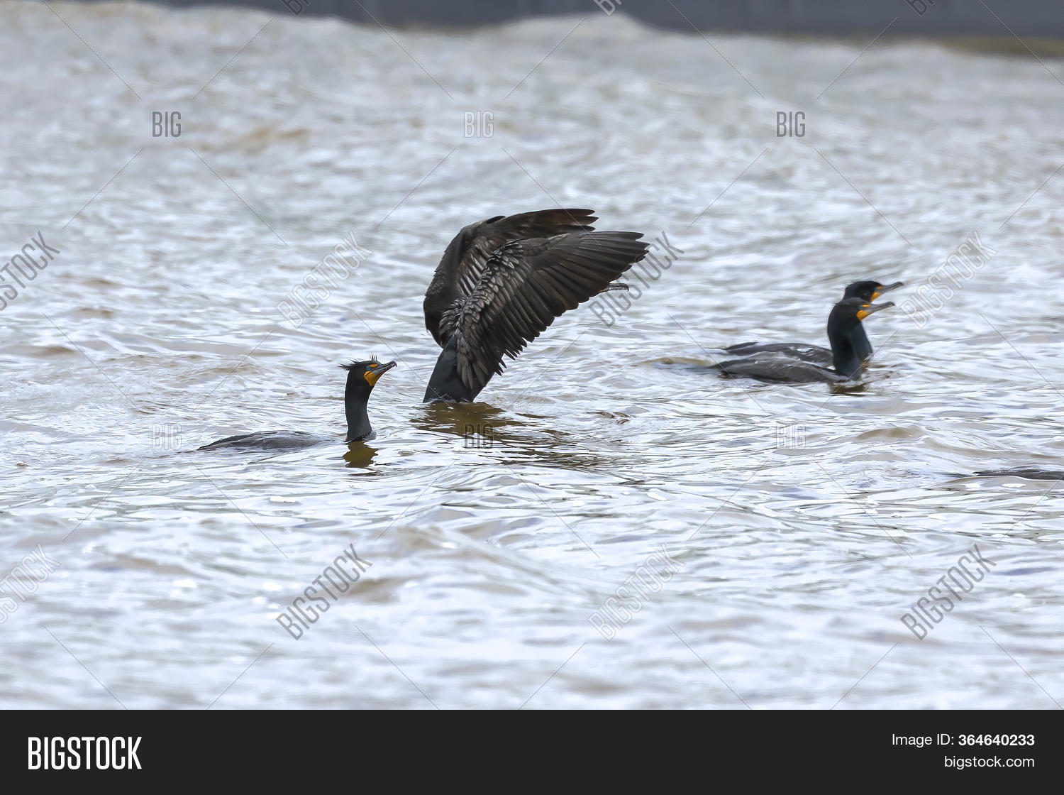 Cormorant Flight. Image & Photo (Free Trial) | Bigstock