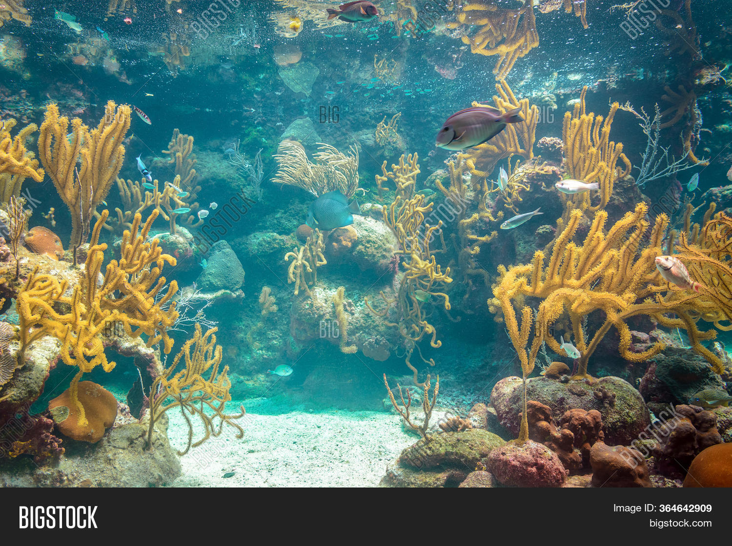 Coral Reef Inhabitants Image & Photo (Free Trial) | Bigstock